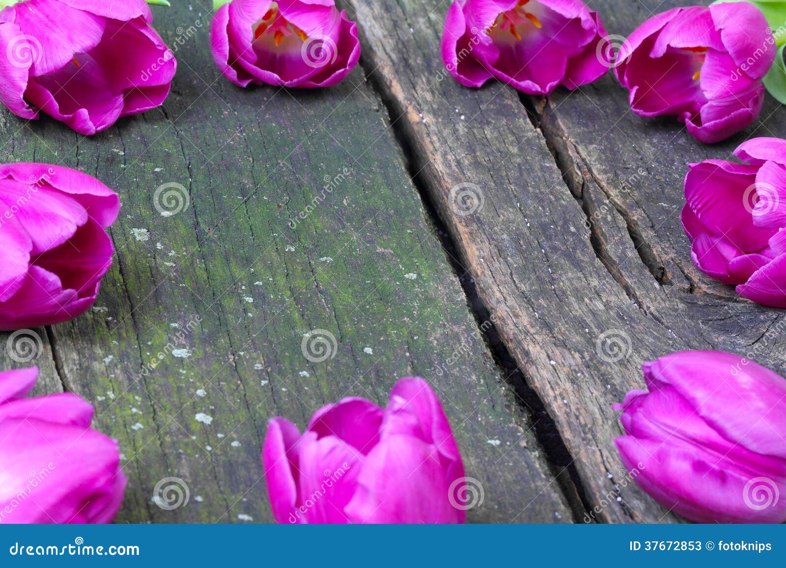 Tulips frame on wood stock image. Image of area, purple - 37672853