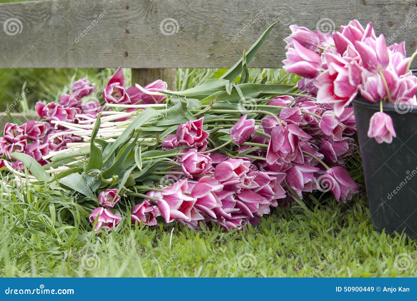 Tulips And Fresh Blooming Terry Yellow Shallow-crowned Narcissus Double ...