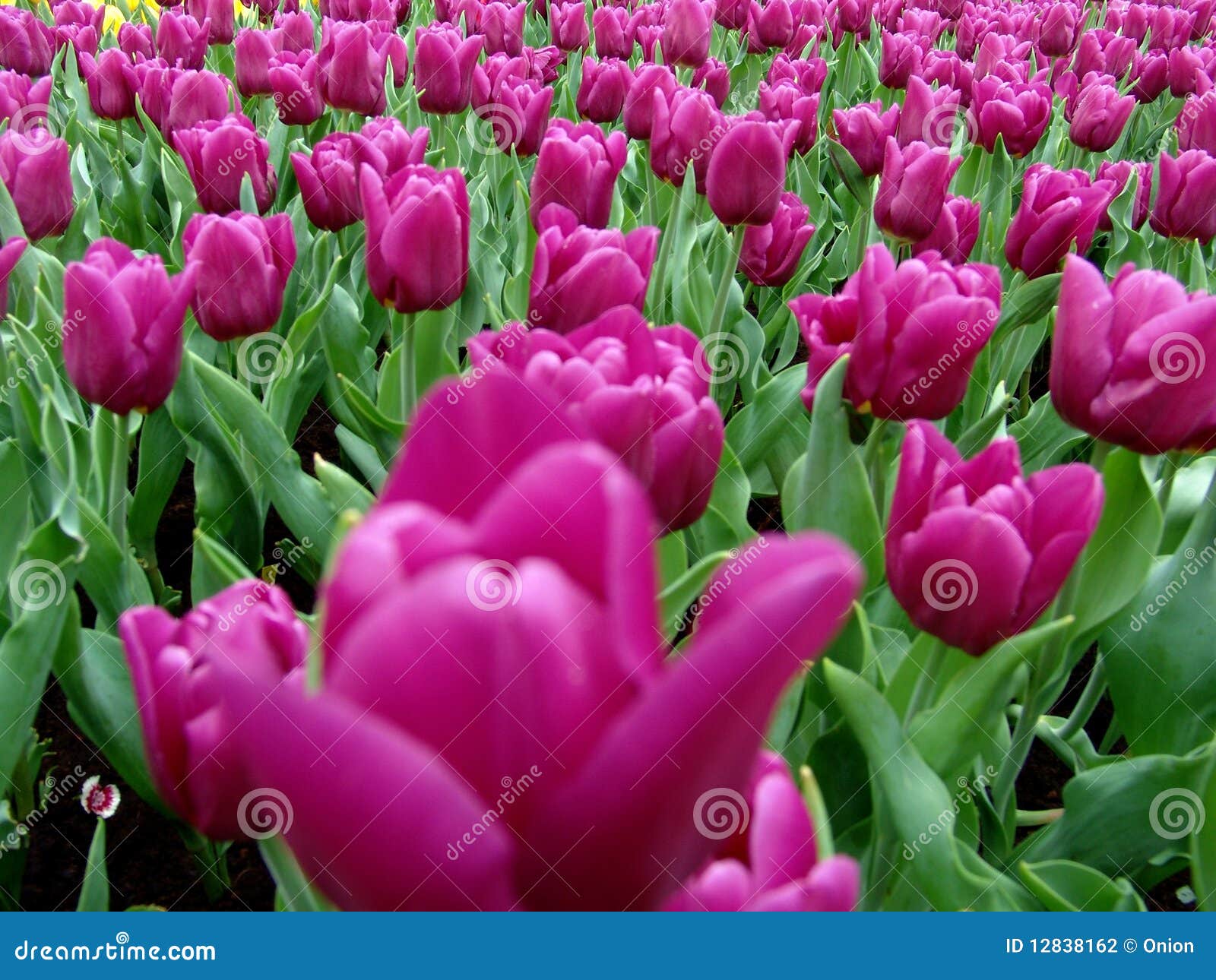 Tulips in full bloom stock photo. Image of outdoor, flora - 12838162