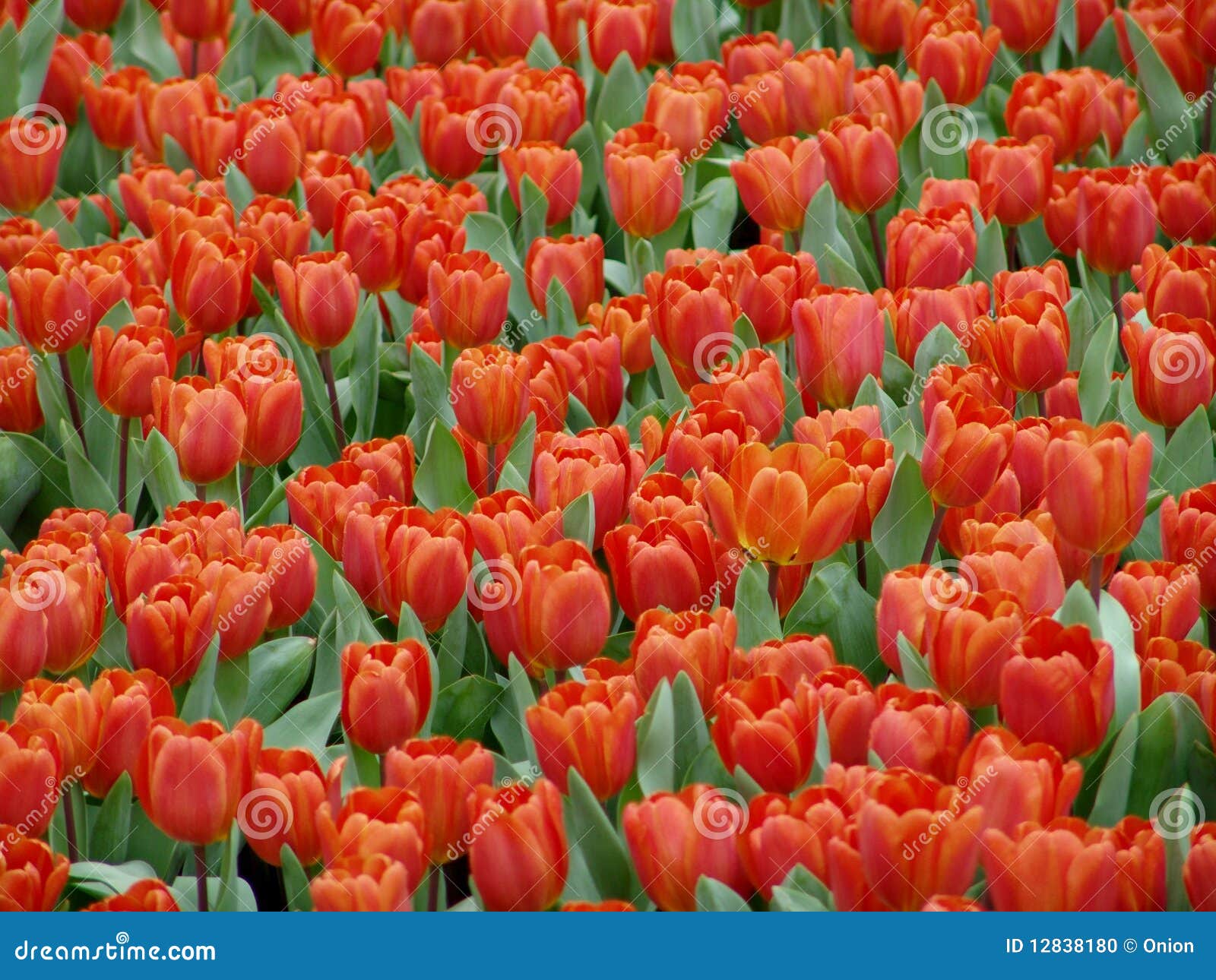 Tulips in full bloom stock photo. Image of garden, pretty - 12838180