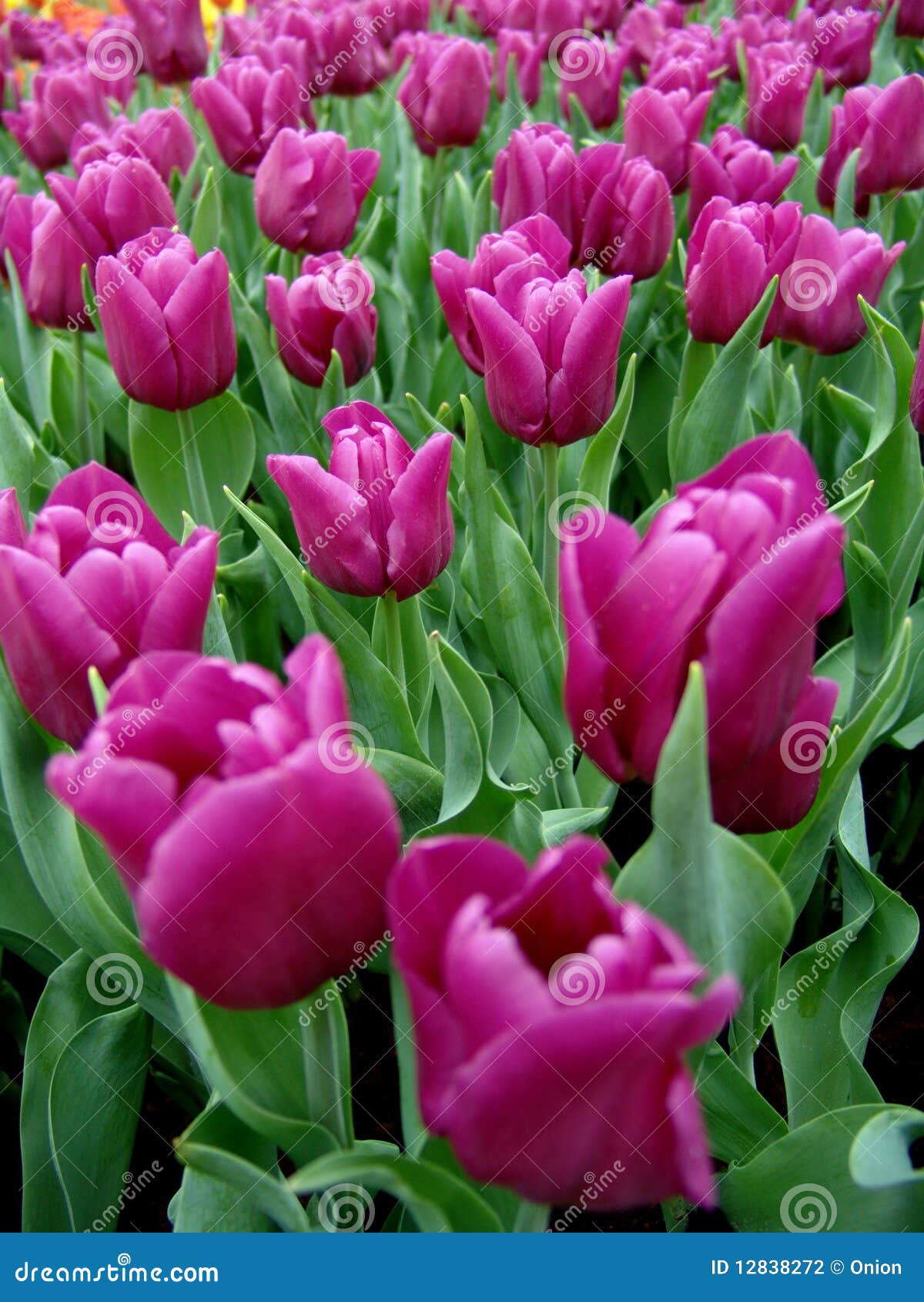 Tulips in full bloom stock photo. Image of fresh, flowers - 12838272