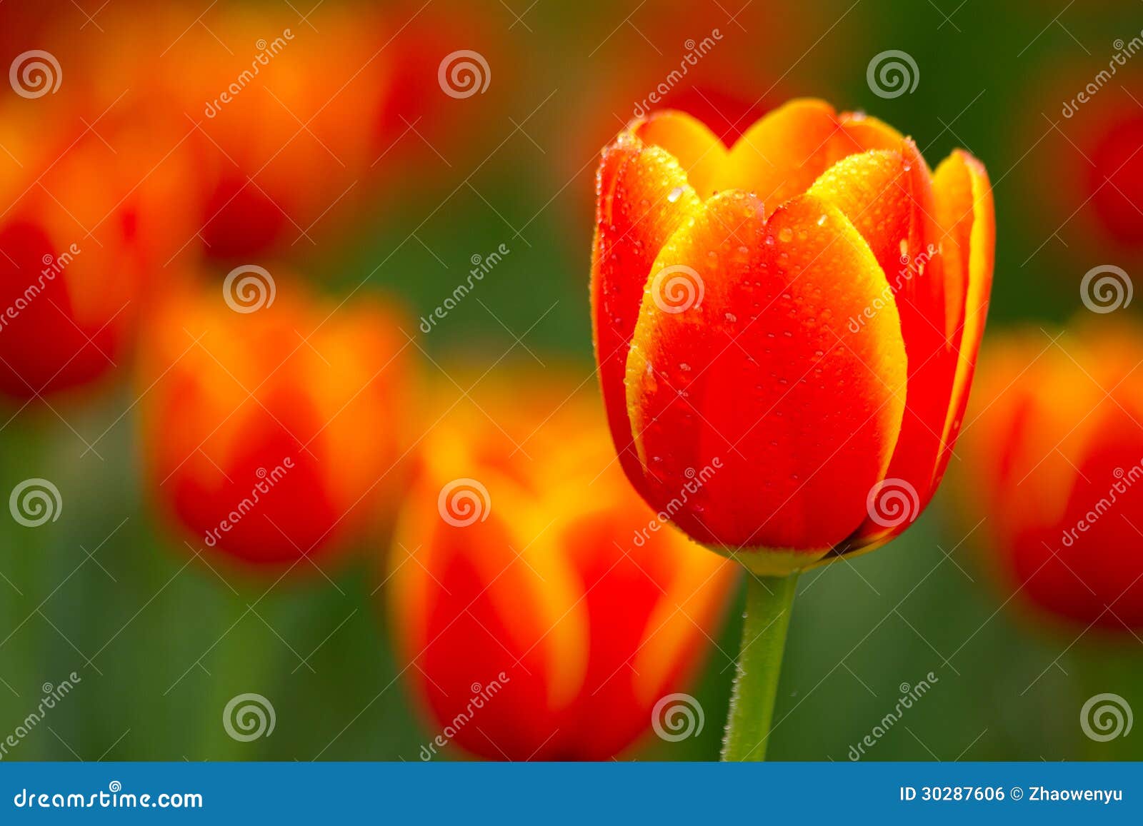 Edge of the Yellow/red Tulips Stock Photo - Image of romantic, white ...