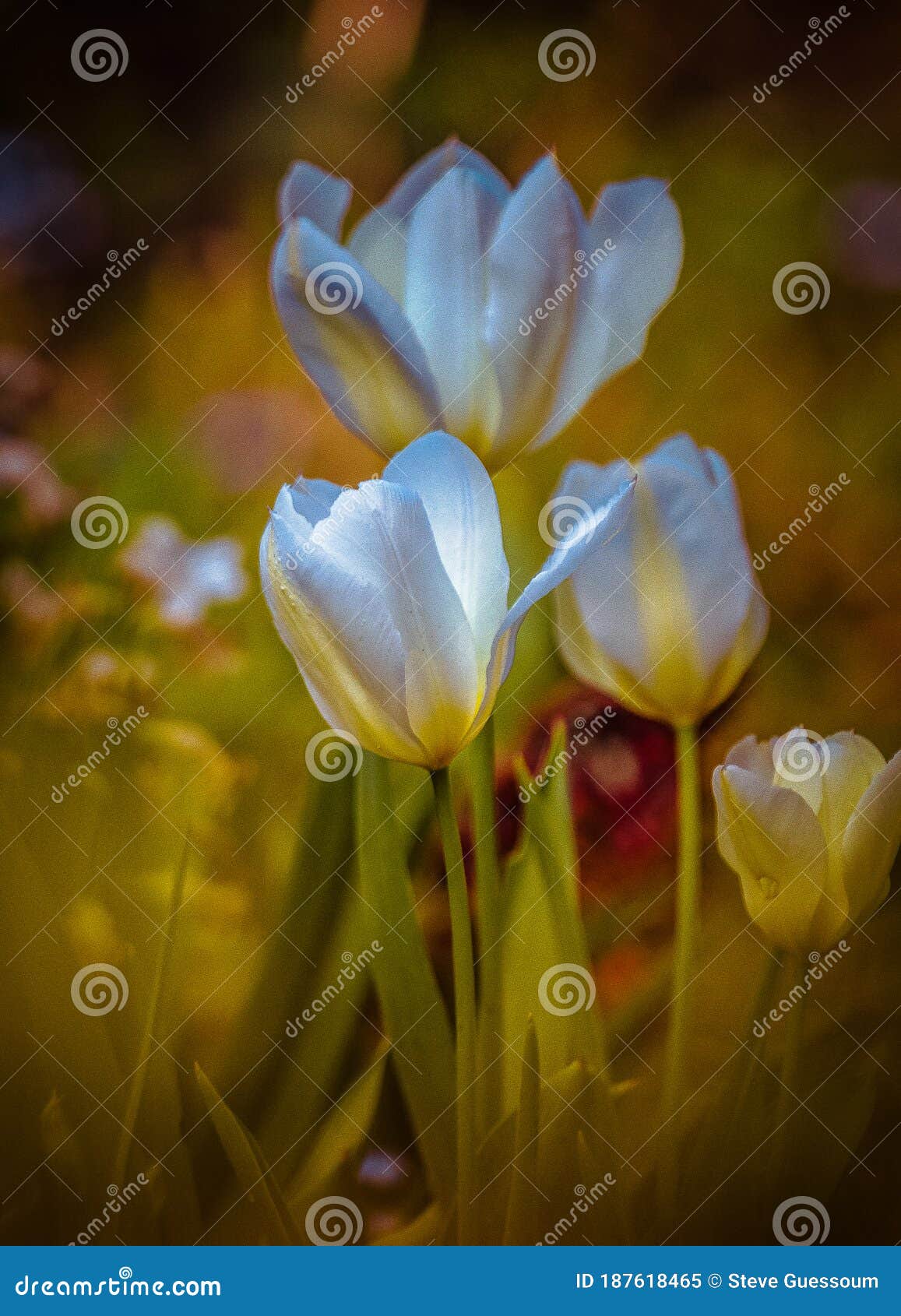 Tulips in full sunlight stock image. Image of white - 187618465