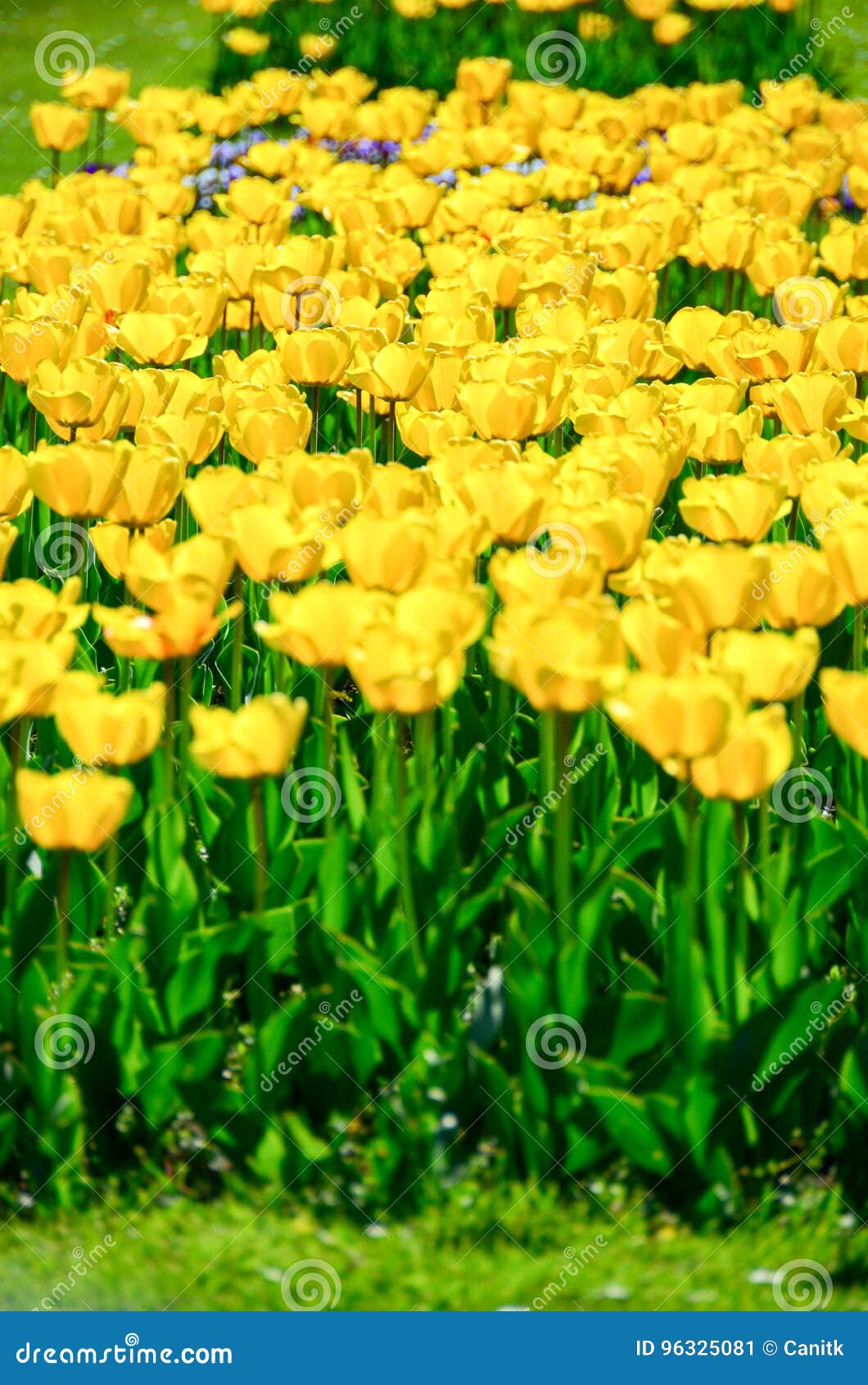 Tulips in garden stock image. Image of blossom, tree - 96325081