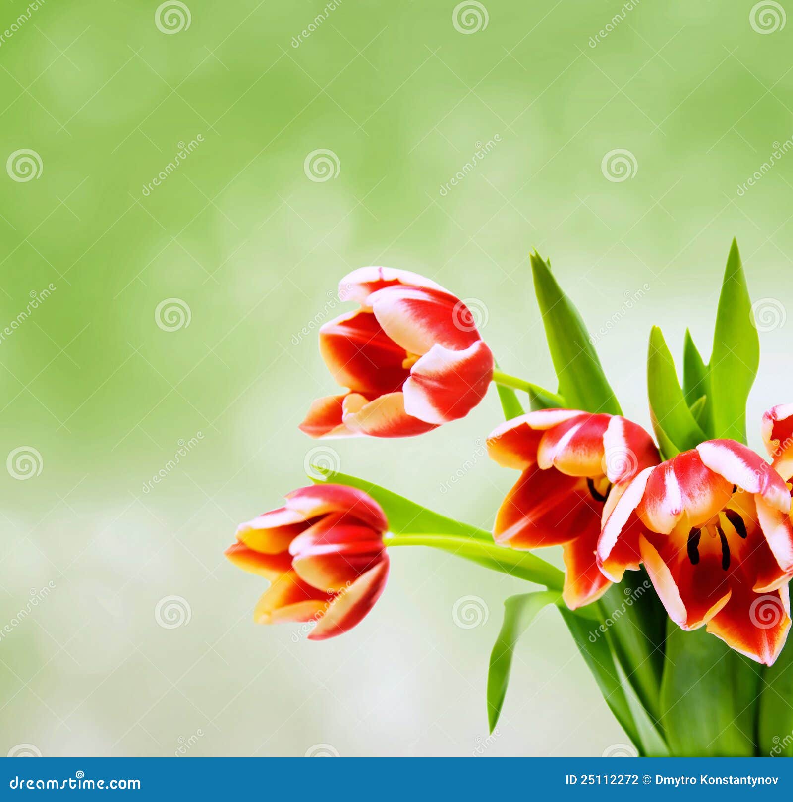 Tulips on Green Blurred Background Stock Photo - Image of nature ...