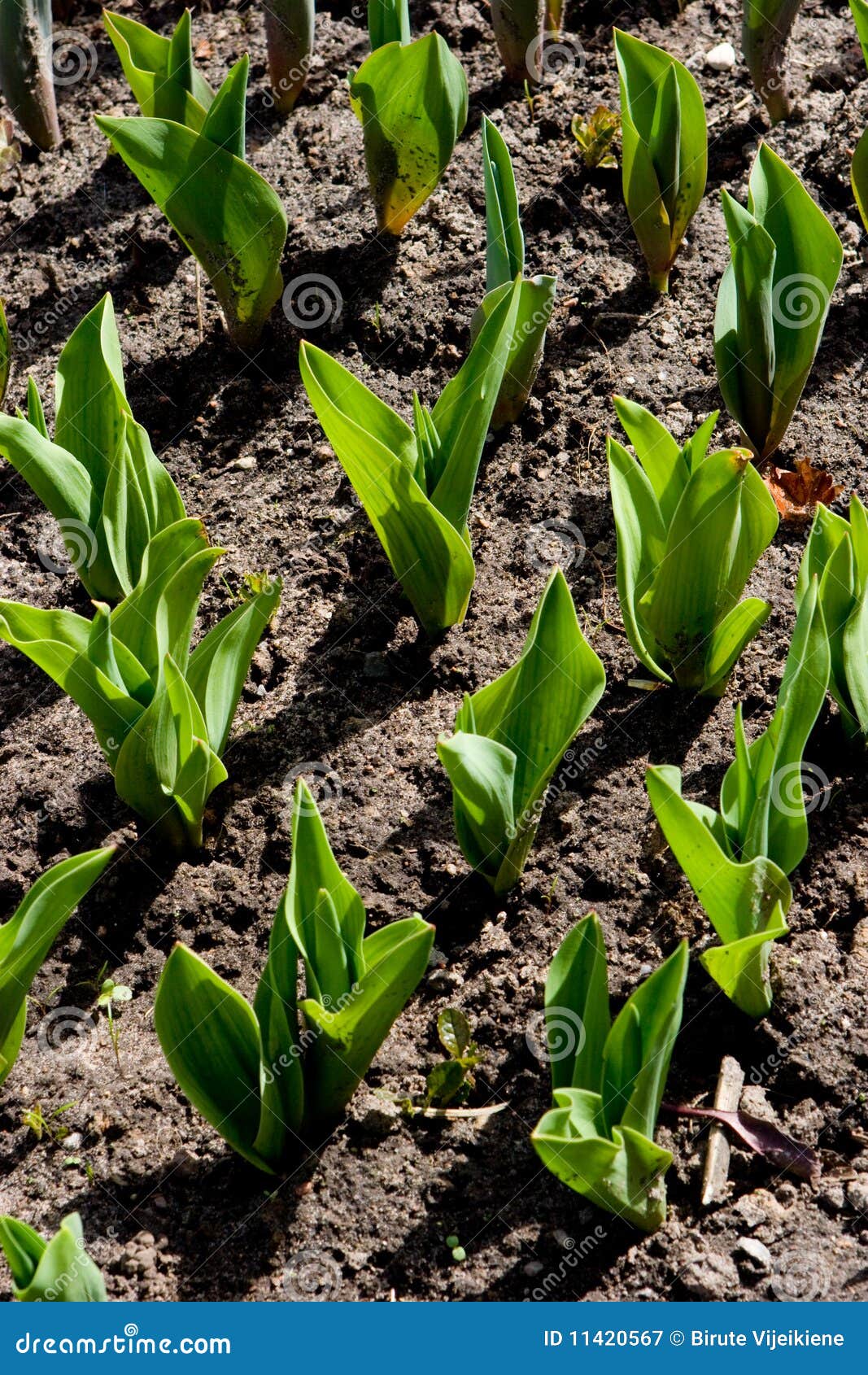 Tulips growing stock image. Image of spring, flower, leaf - 11420567