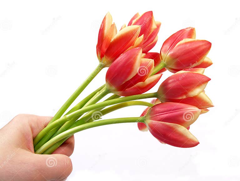 Tulips in hand stock image. Image of landscape, blossom - 615283