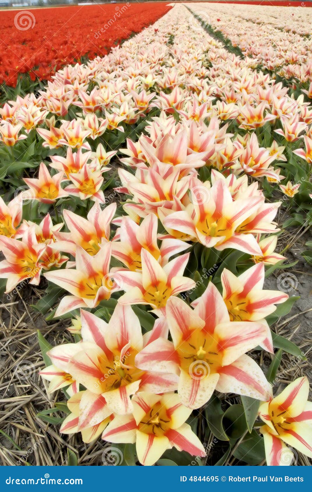 Tulips in Holland,Europe stock image. Image of head, pattern - 4844695