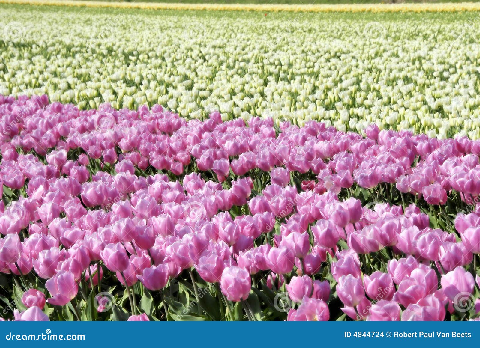 Tulips in Holland,Europe stock photo. Image of lisse, multi - 4844724