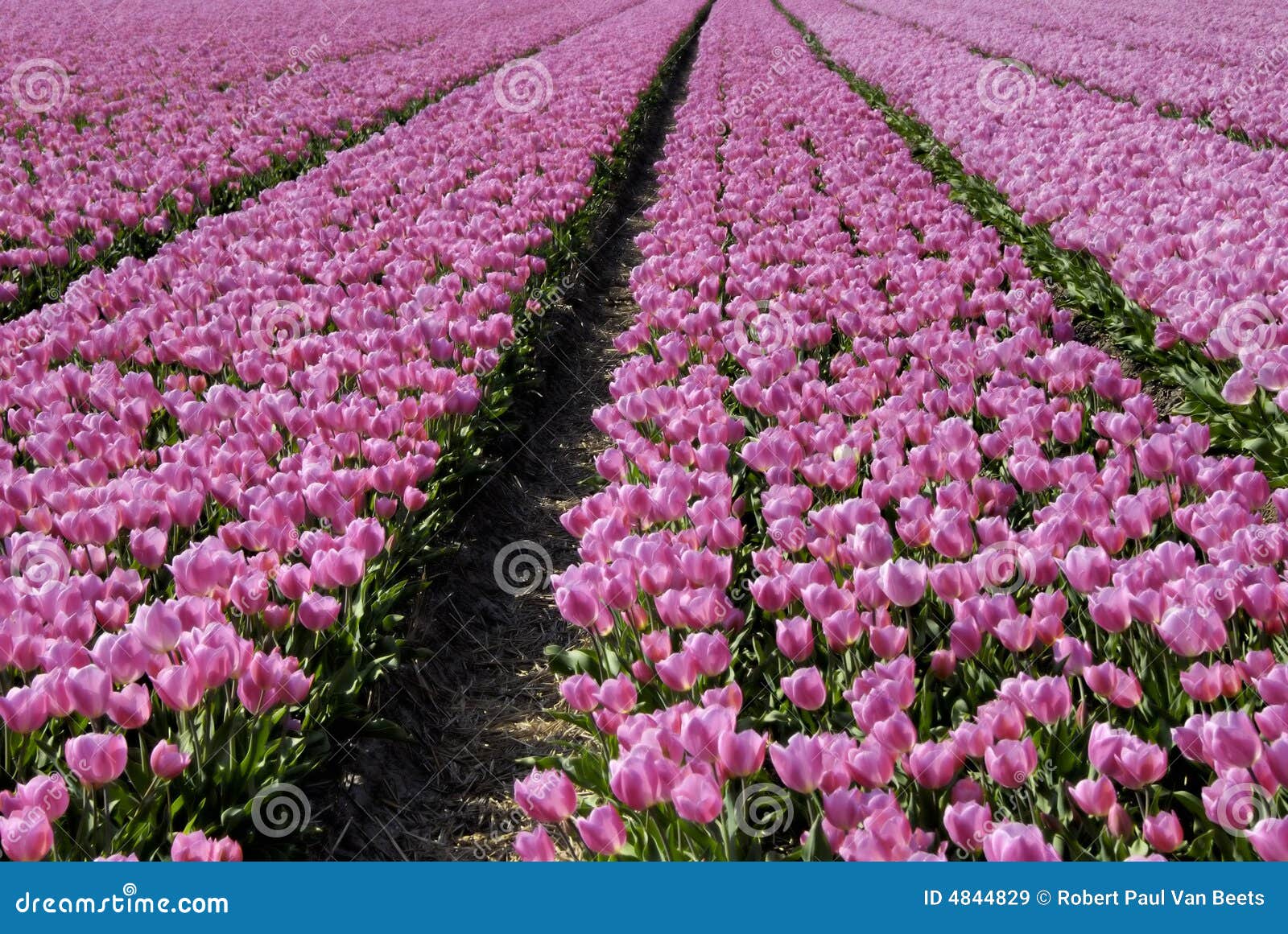 Tulips in Holland,Europe stock image. Image of rural, color - 4844829