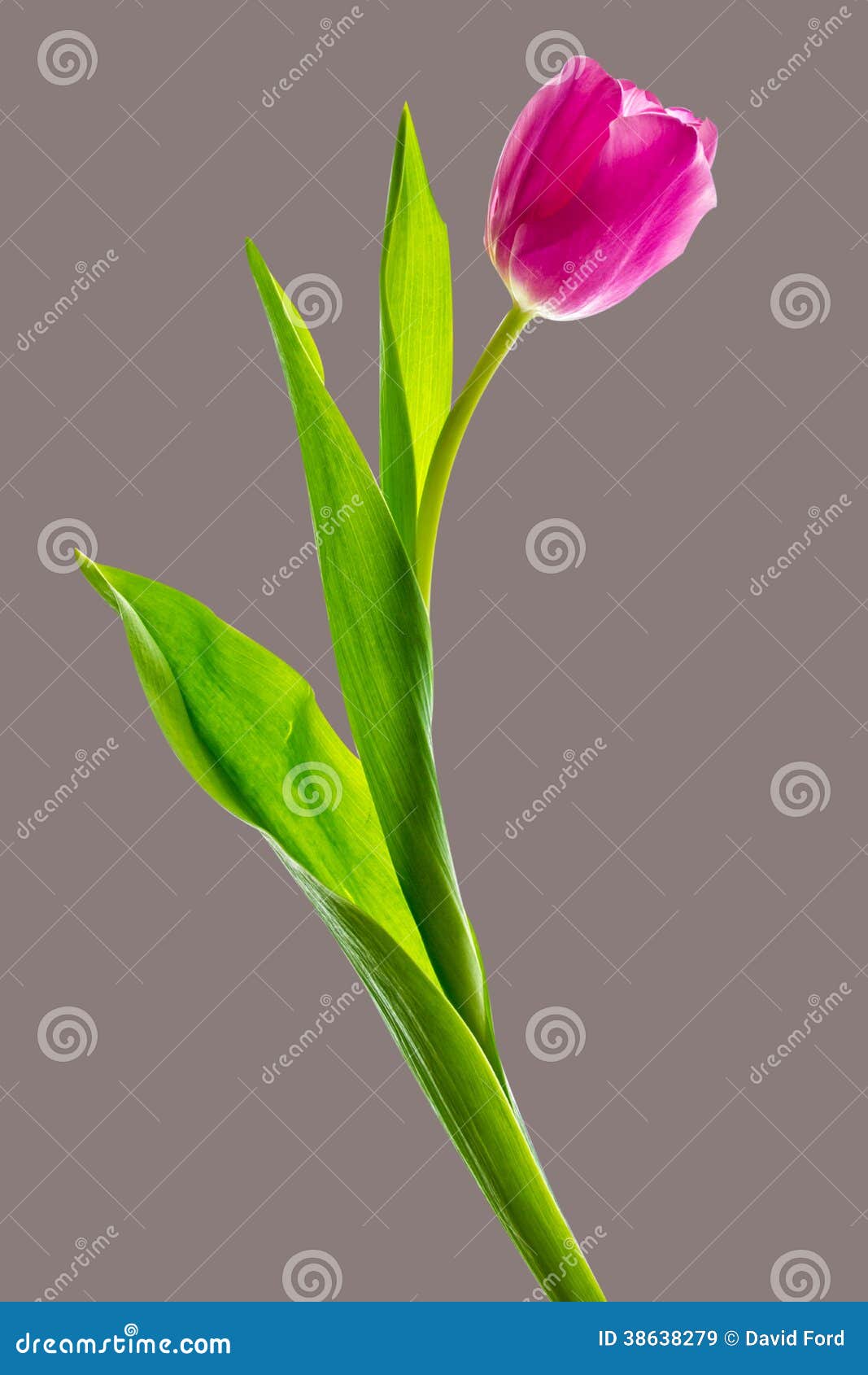Single Tulip stock image. Image of tulips, green, garden - 38638279