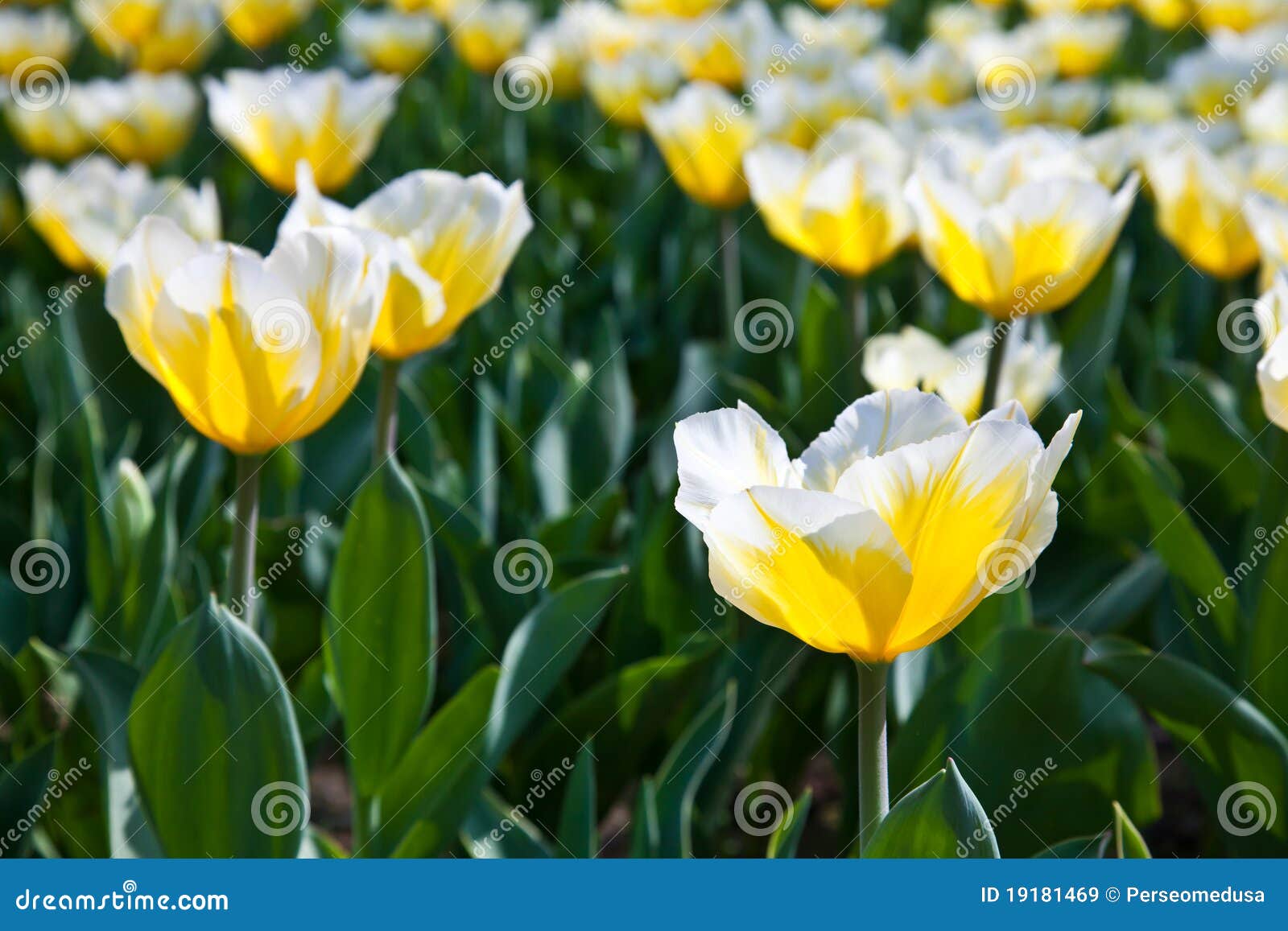 Tulips - Jaap Groot Varieties Stock Image - Image of background, nature ...