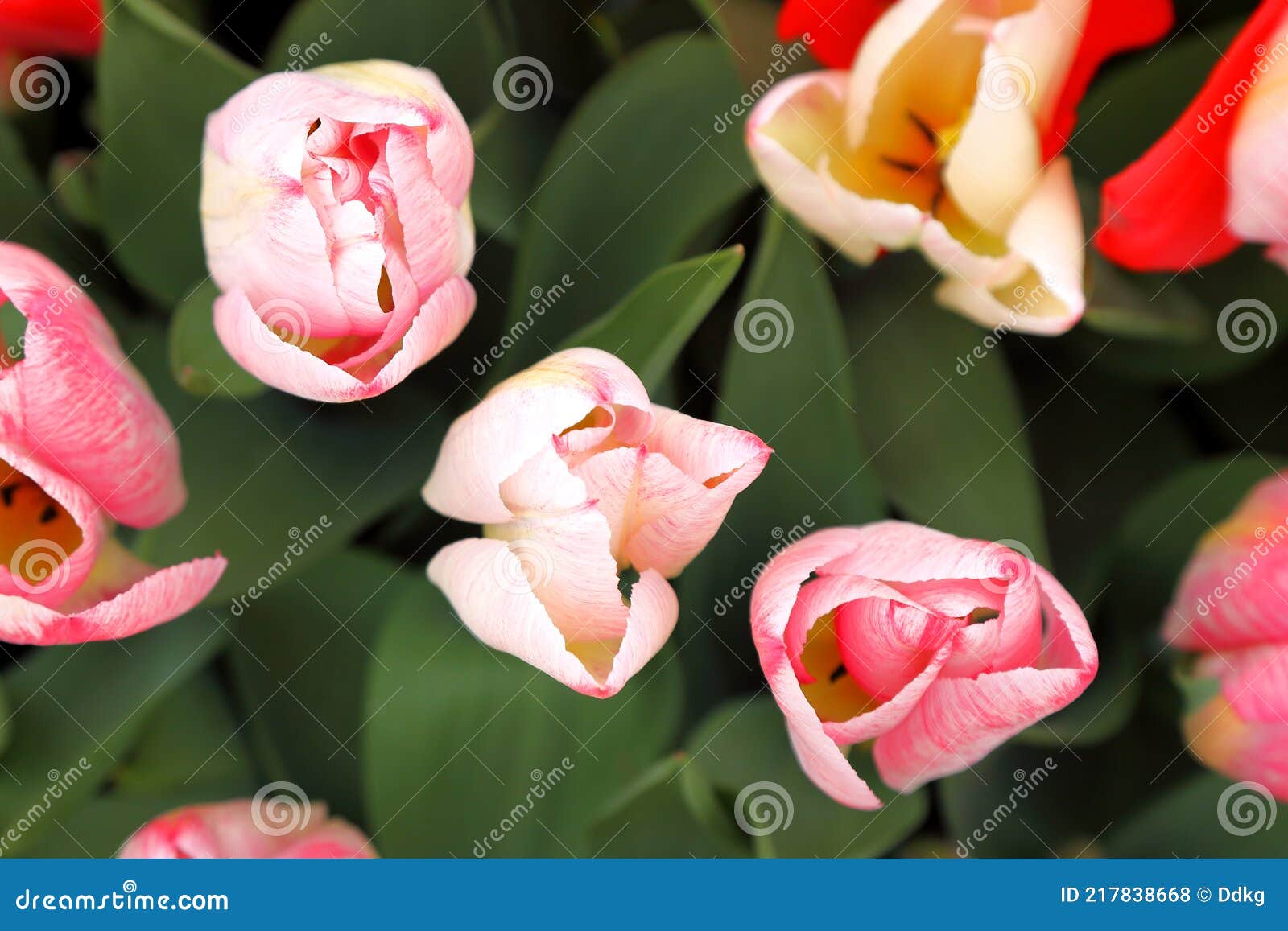 Tulips, from above. stock photo. Image of beauty, botanical - 217838668