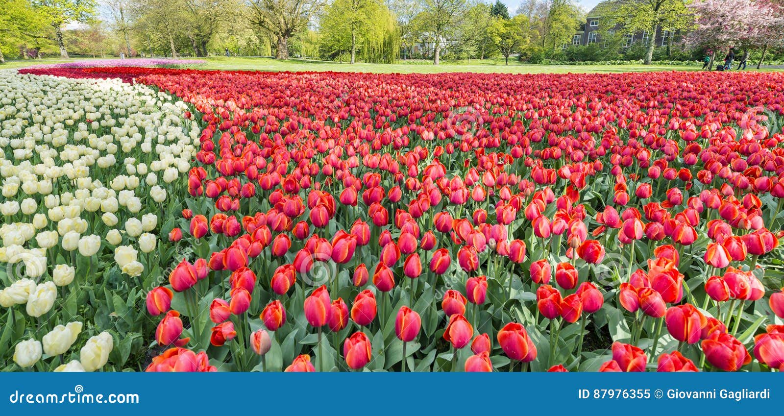 Tulips Meadow in Rotterdam Park, the Netherlands Stock Image - Image of ...