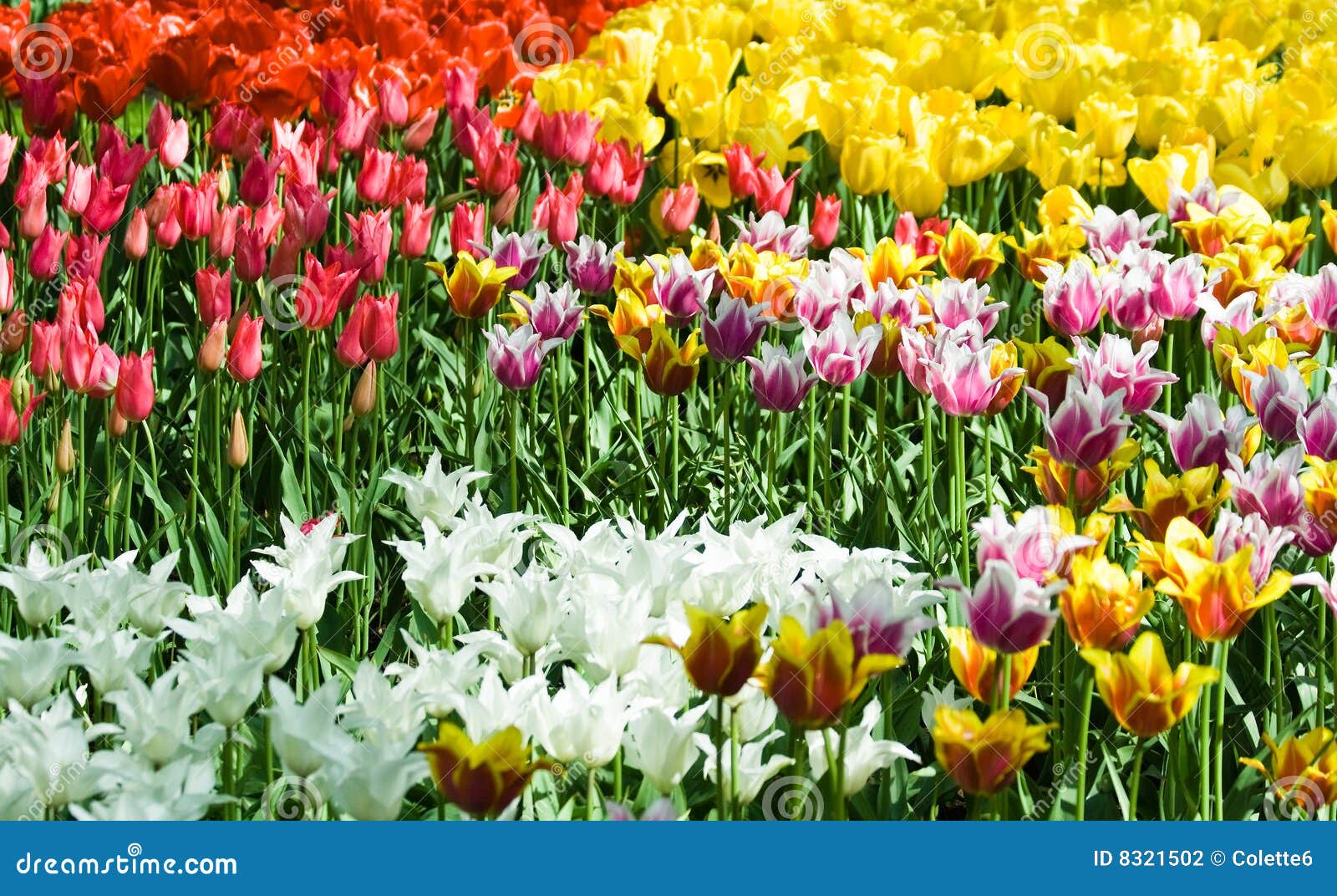Tulips in mixed colors stock photo. Image of botany, garden - 8321502