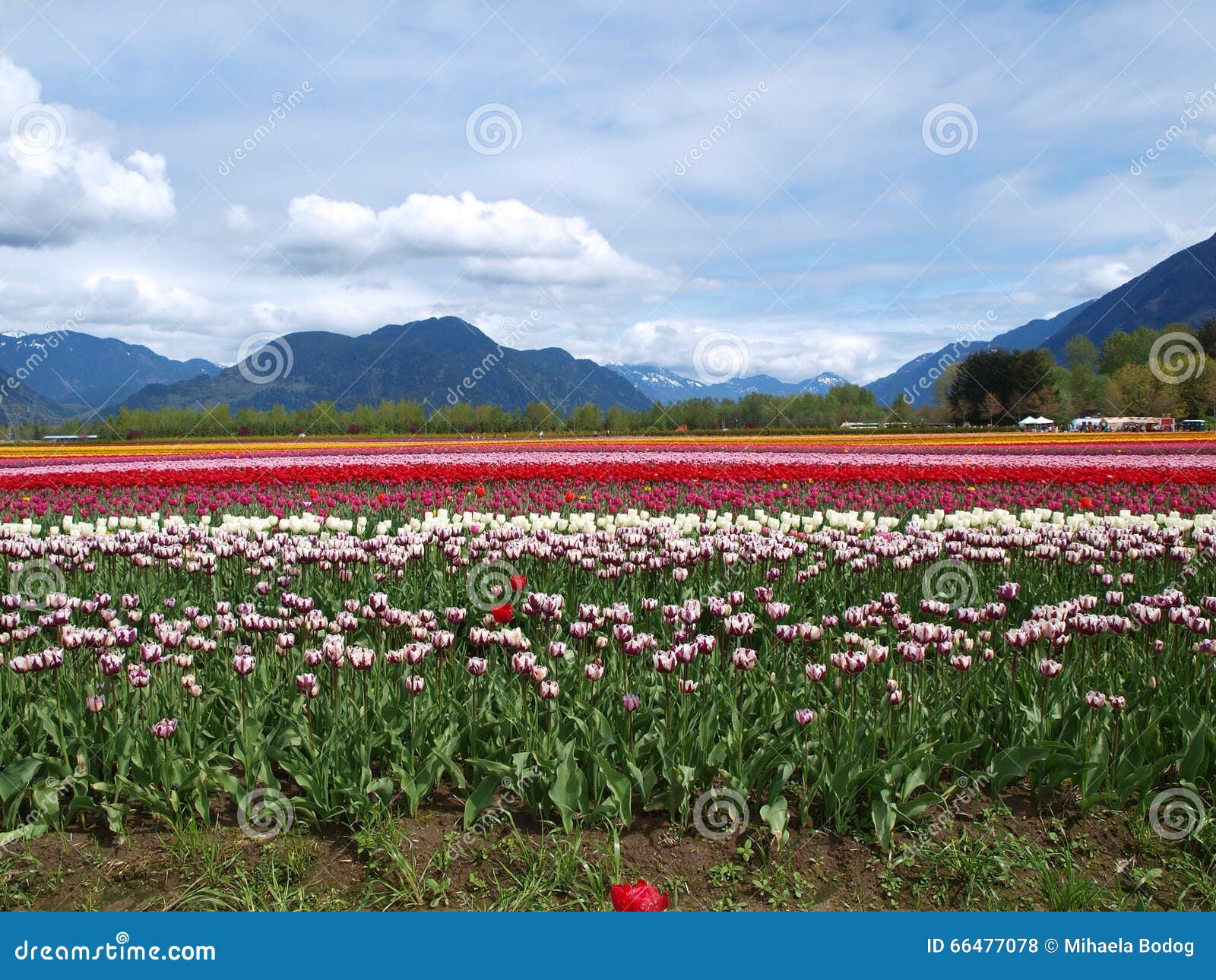 Tulips and Mountains stock photo. Image of field, tulips - 66477078