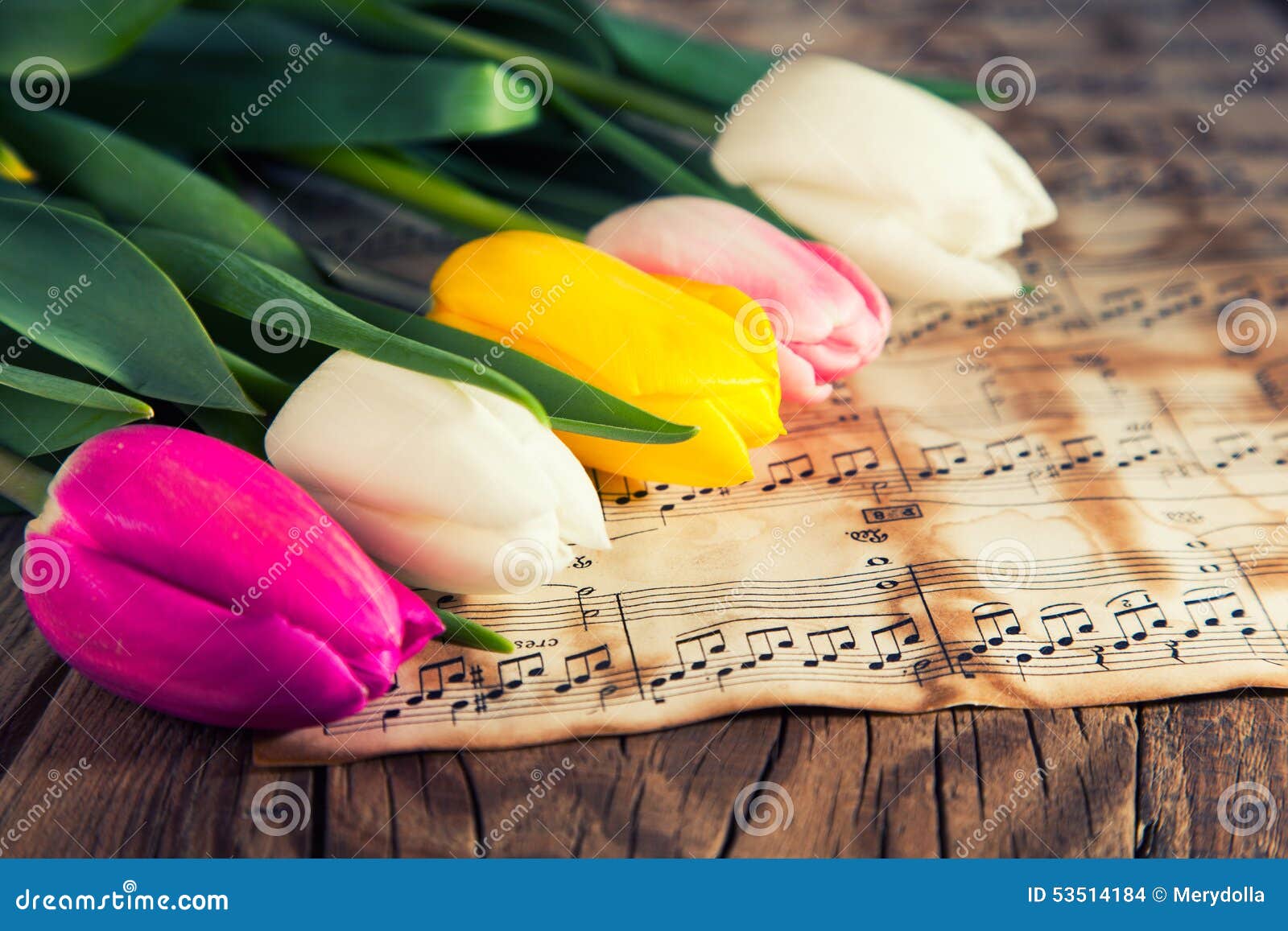 Tulips on a Music Notes Paper Stock Photo - Image of musician, music ...