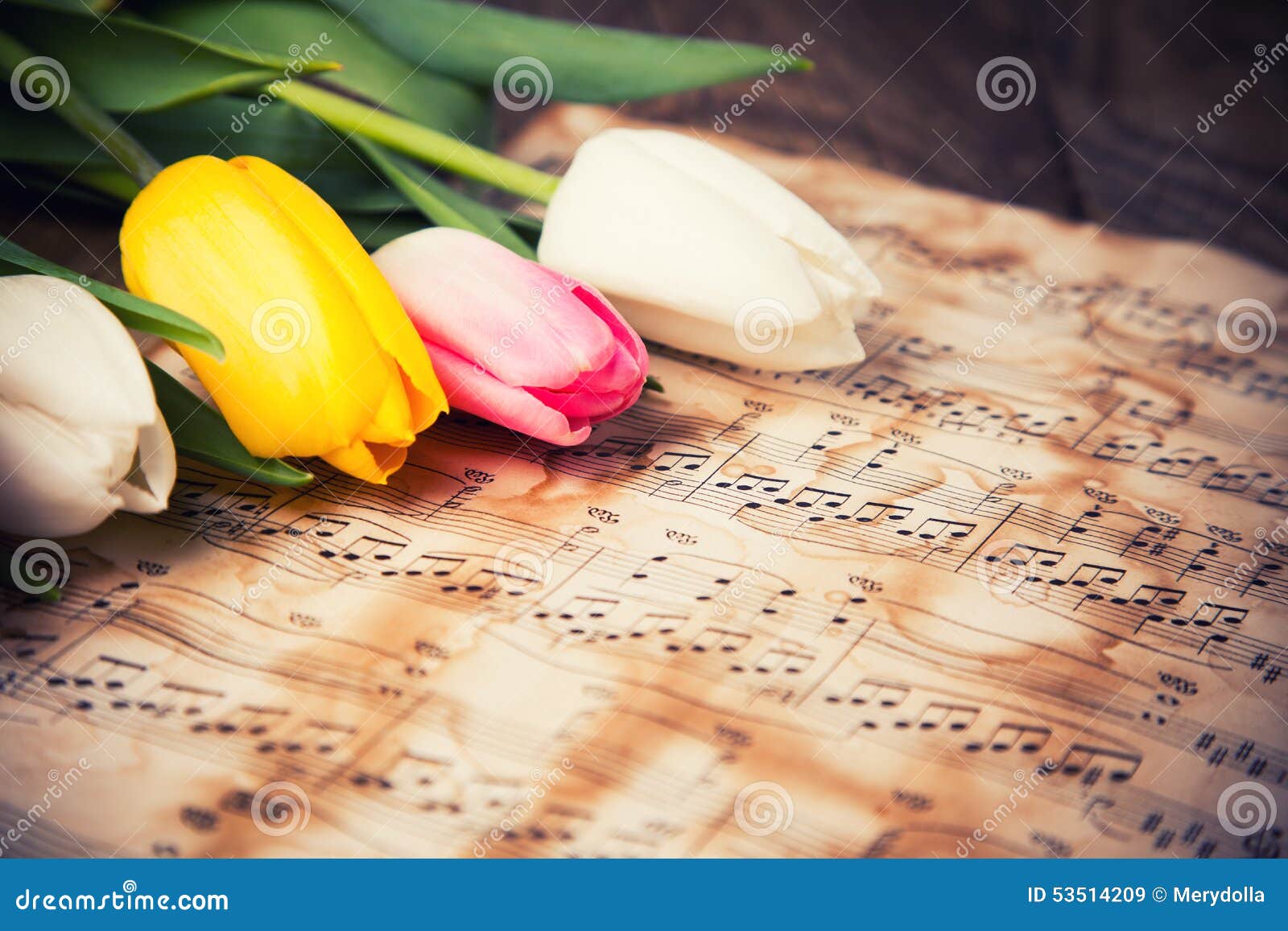 Tulips on a Music Notes Paper Stock Image - Image of opera, flower ...