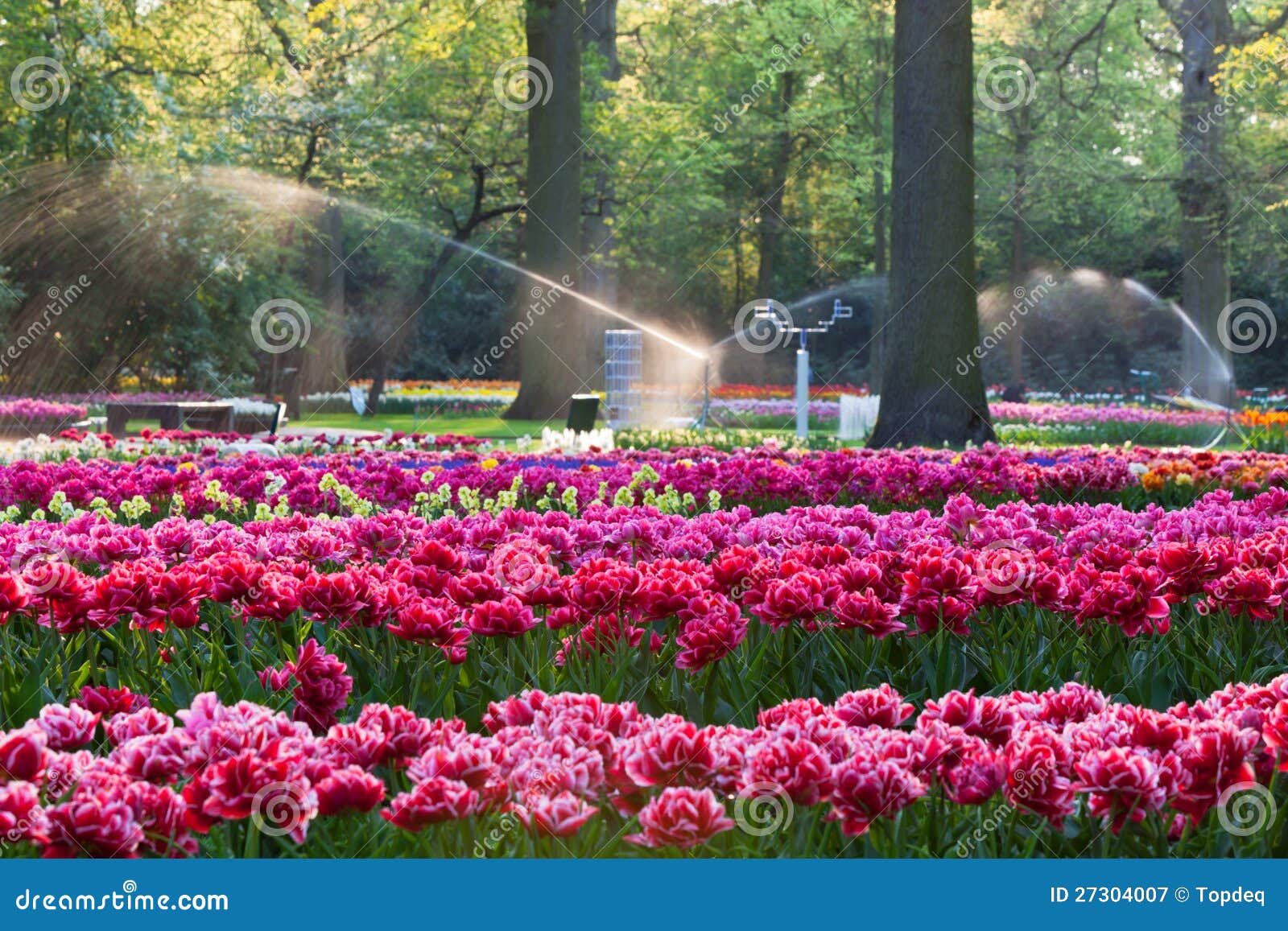 Tulips Na Luz Do Por Do Sol Imagem de Stock - Imagem de brilhante ...