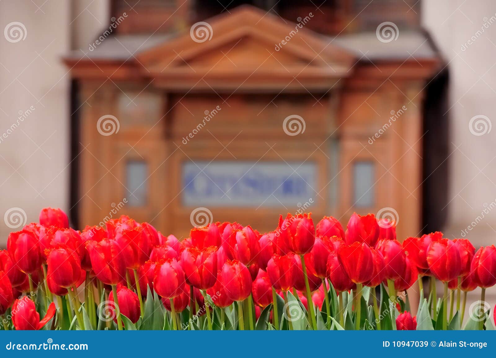 Tulips in New York Building Stock Image - Image of floral, wood: 10947039
