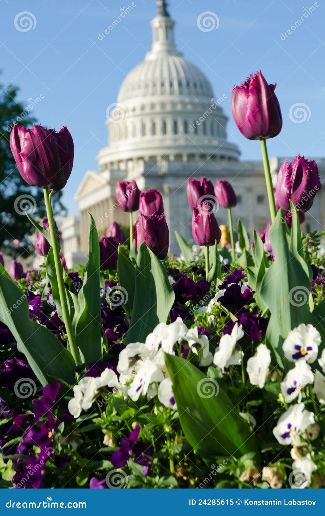 Tulips no Washington DC imagem de stock. Imagem de governo - 24285615