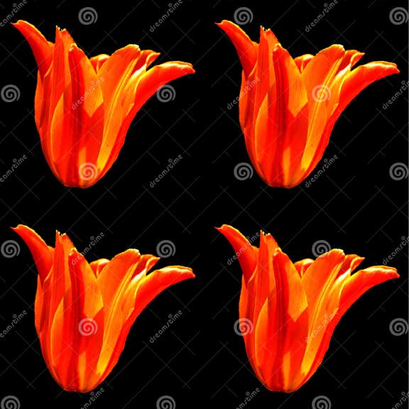 Tulips Is A Perennial Bulbous Plant With Showy Flowers In The Genus Tulipa Stock Illustration