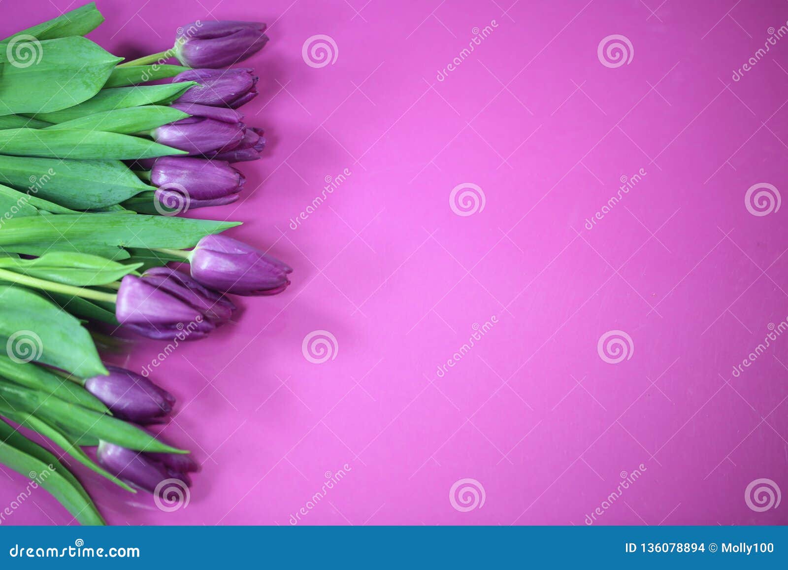 Tulips on Pink Background, Hello Spring Stock Photo - Image of mother ...