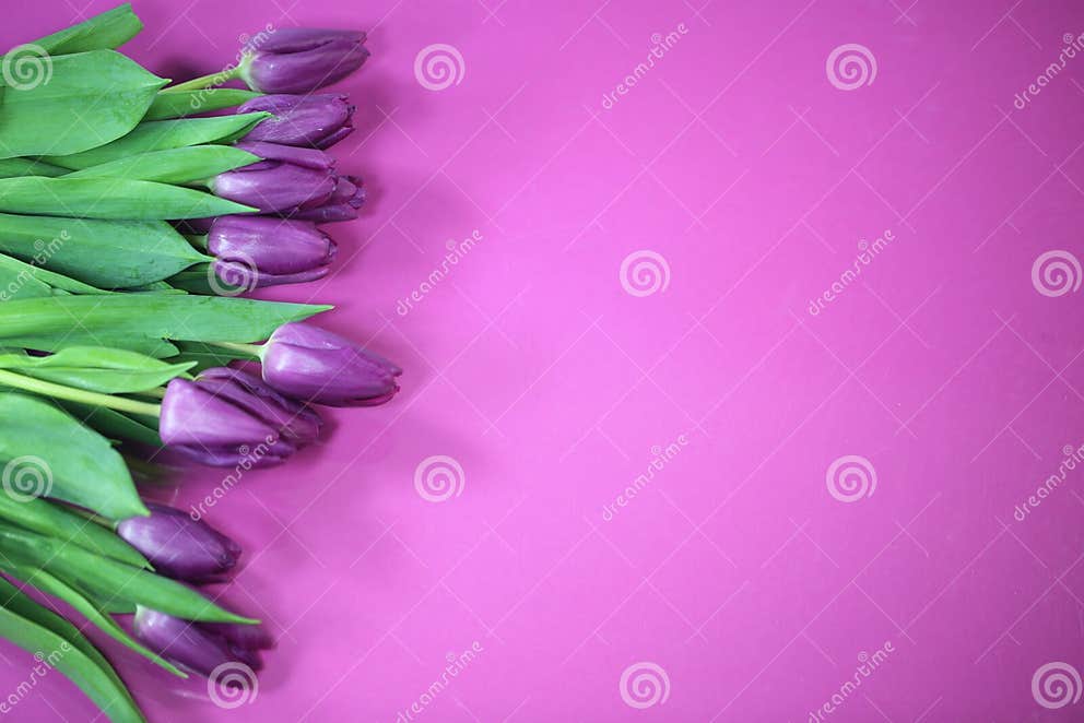 Tulips on Pink Background, Hello Spring Stock Photo - Image of mother ...