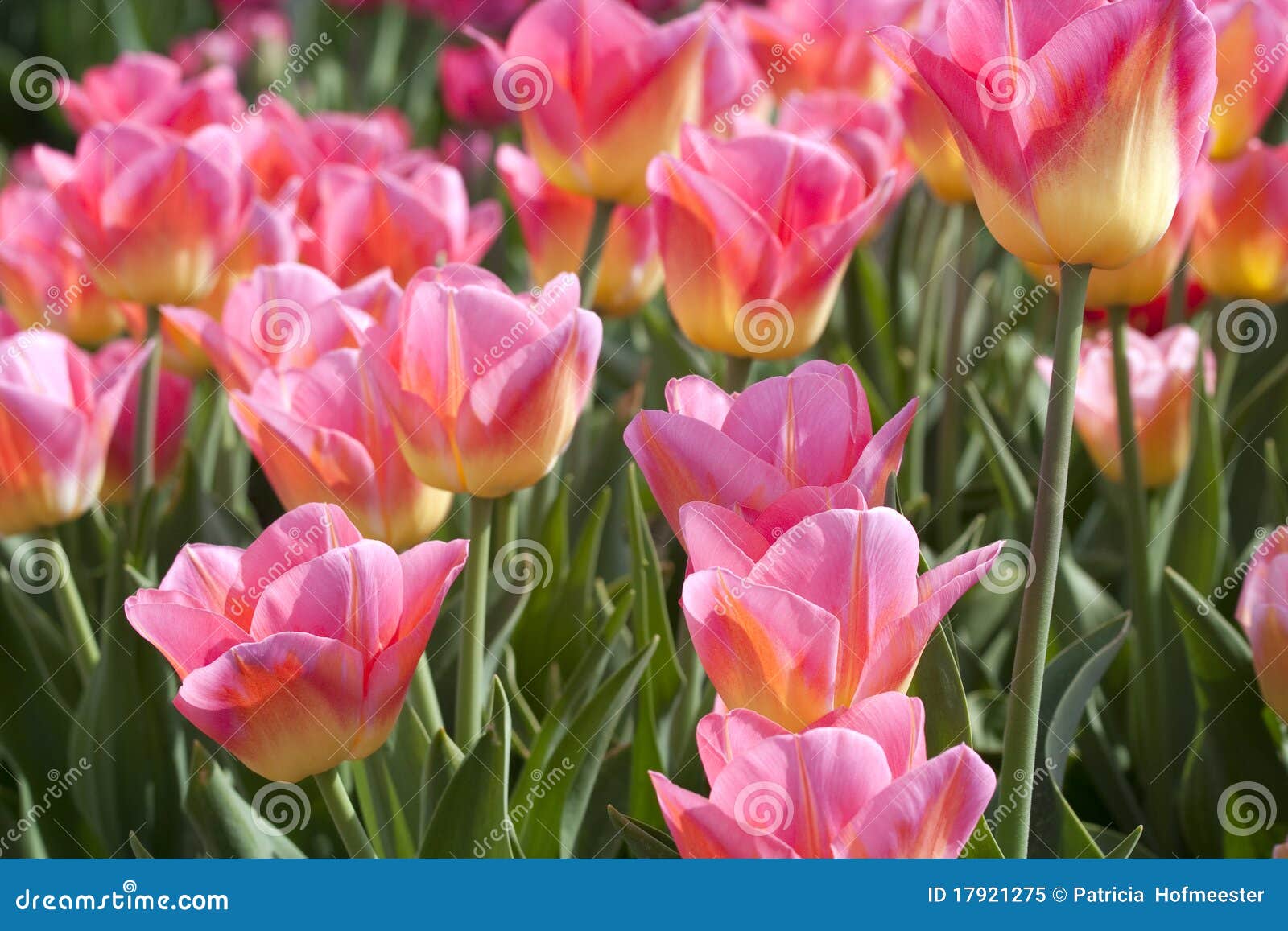 Tulips in pink color stock image. Image of colorful, grass - 17921275