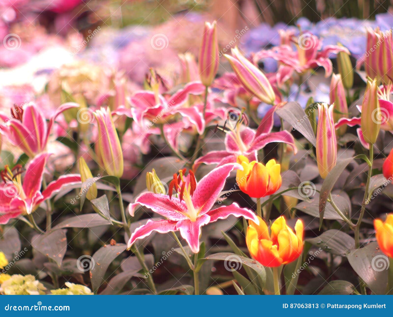 Tulips pink soft image stock image. Image of purple, glow - 87063813