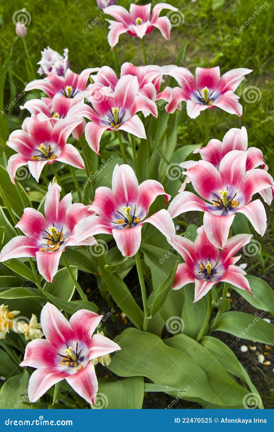 Tulips with Pink and White Colours Stock Image - Image of pink, nature ...