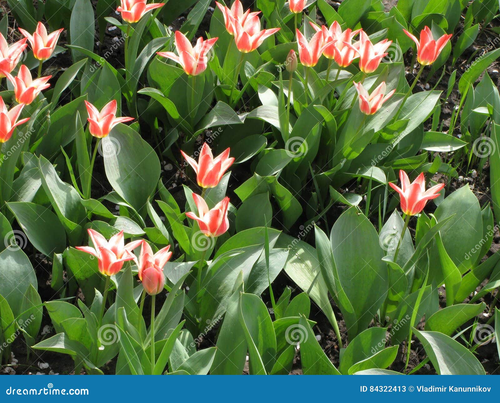 Tulips Pinocchio stock image. Image of flower, plantation - 84322413