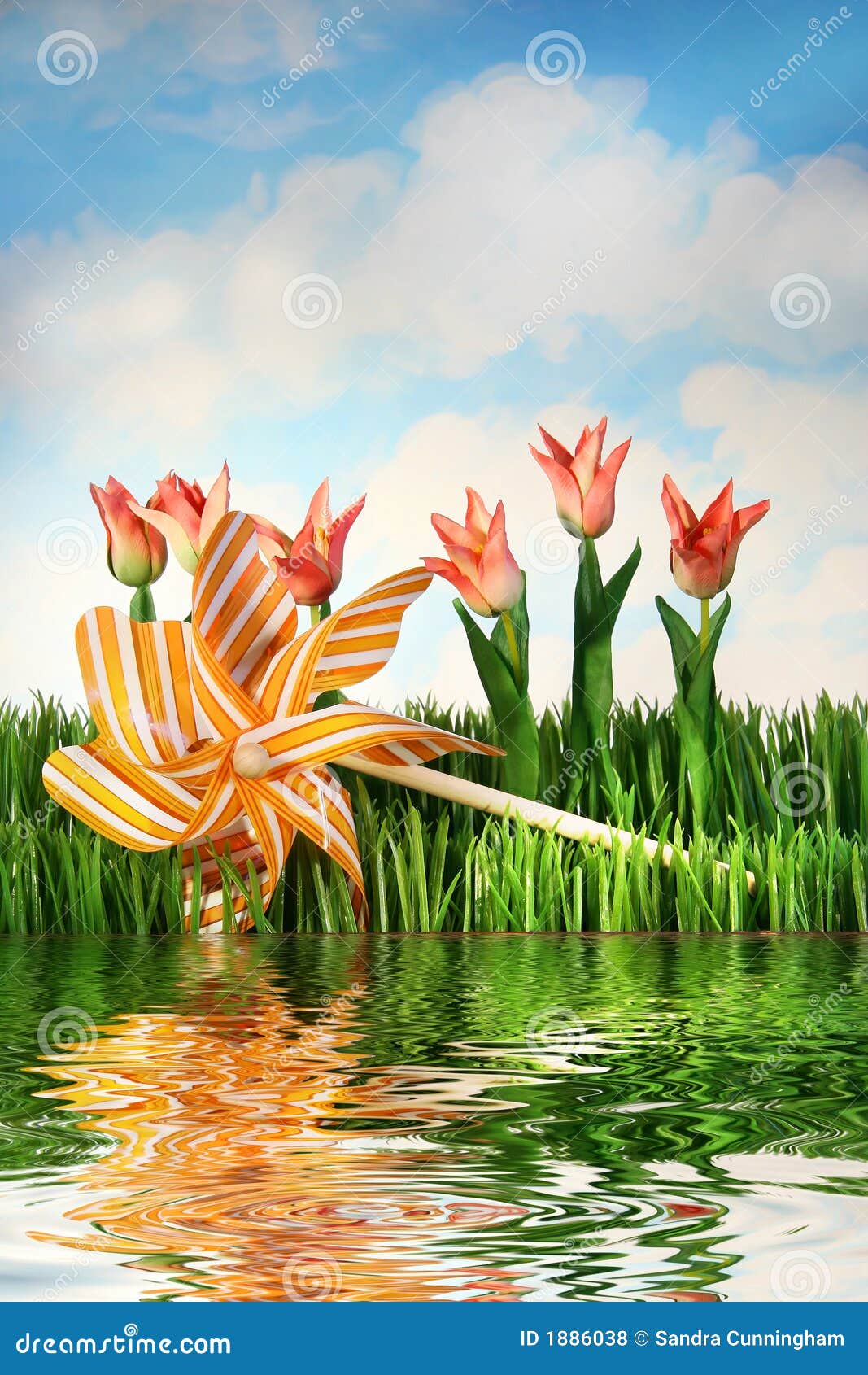 Tulips and pinwheel stock photo. Image of mill, grass - 1886038