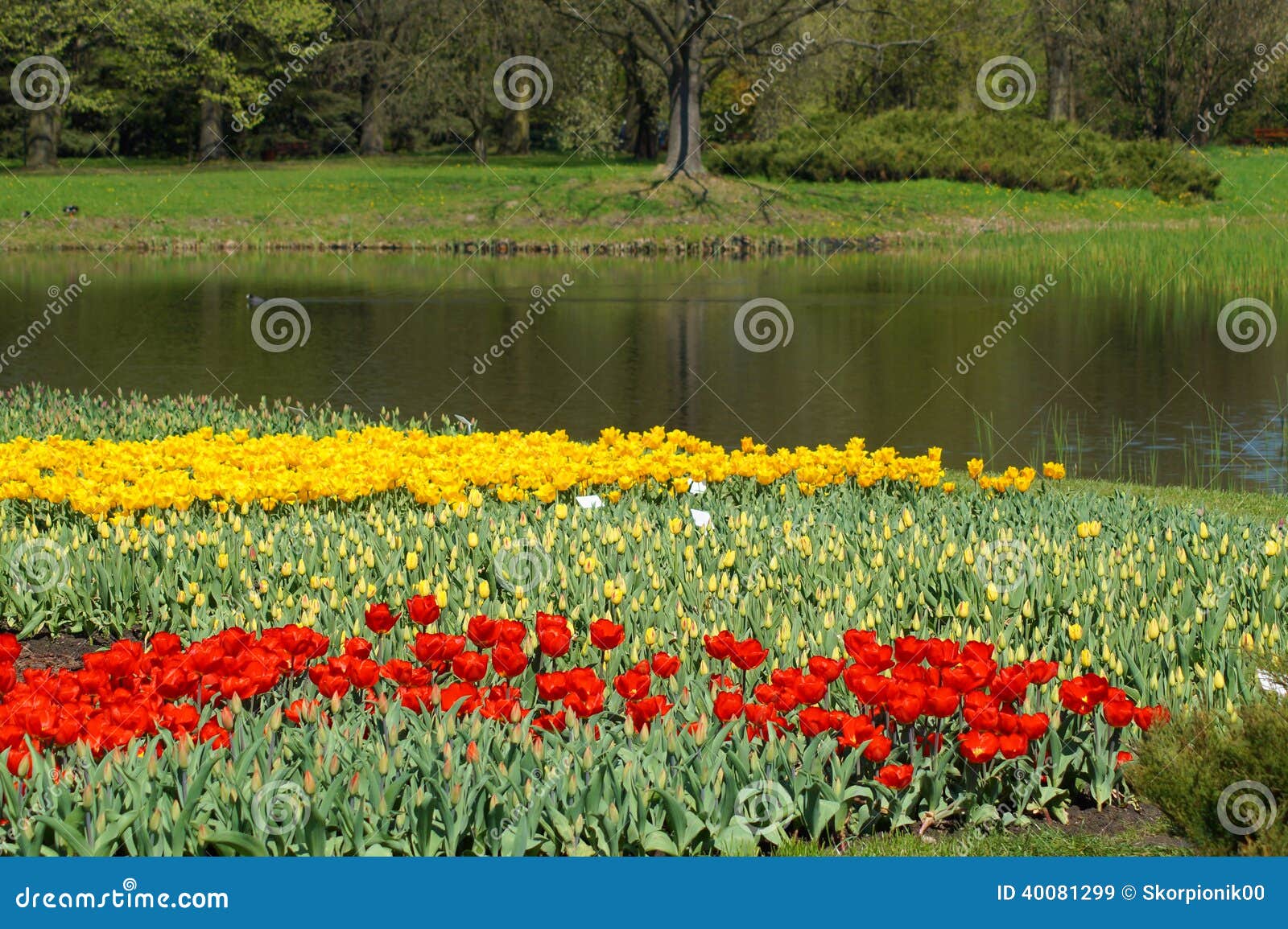 Tulips ,pond - Spring stock image. Image of weather, scenery - 40081299