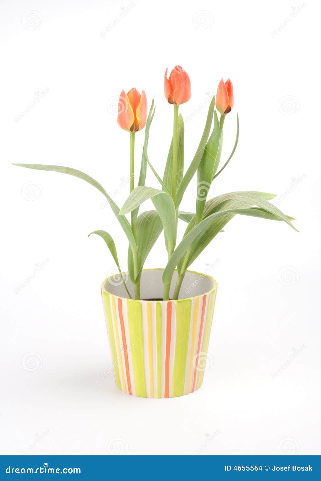 Tulips in a pot stock photo. Image of spring, tulip, botanical - 4655564