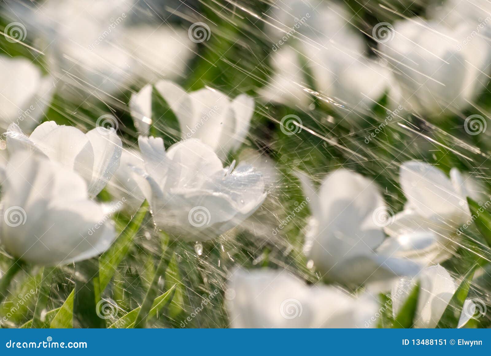 Tulips in rain stock image. Image of beautiful, arrangement - 13488151