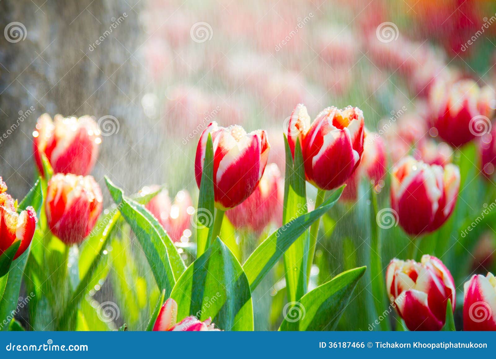 Tulips in the rain stock photo. Image of grow, outdoor - 36187466