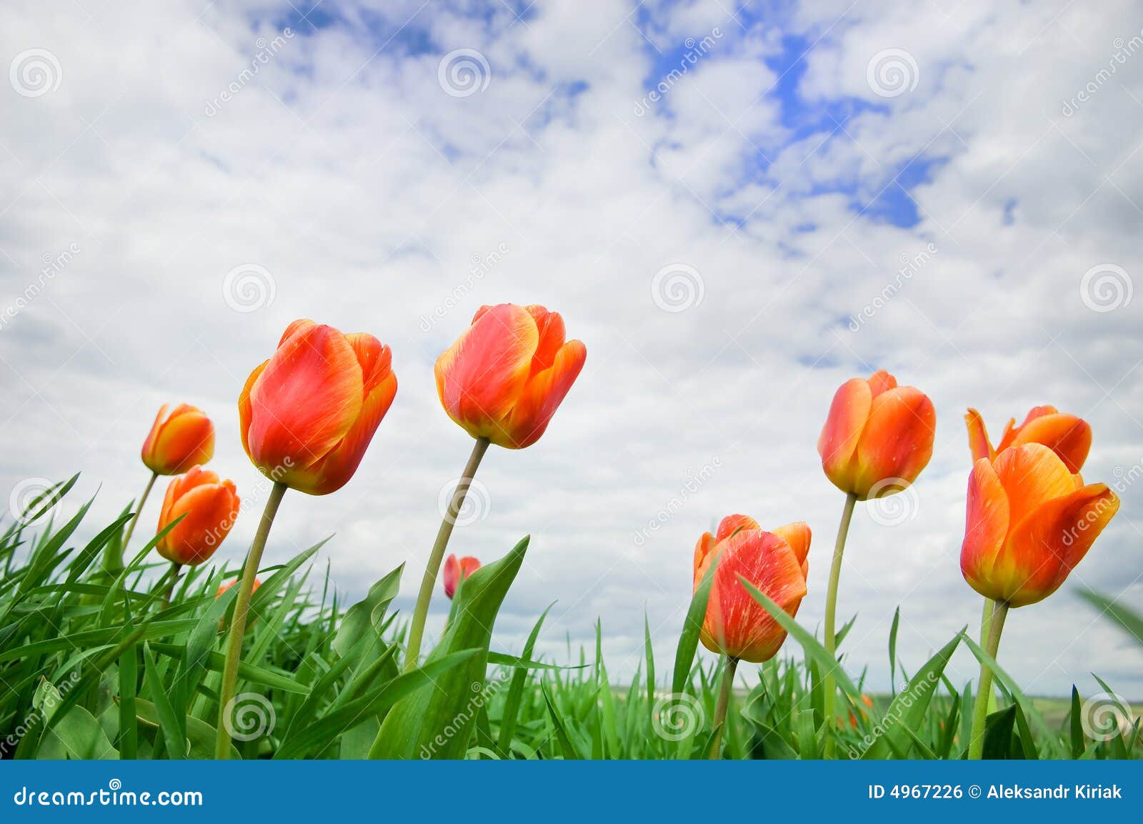 406 Flowers Rising Up Stock Photos - Free & Royalty-Free Stock Photos ...