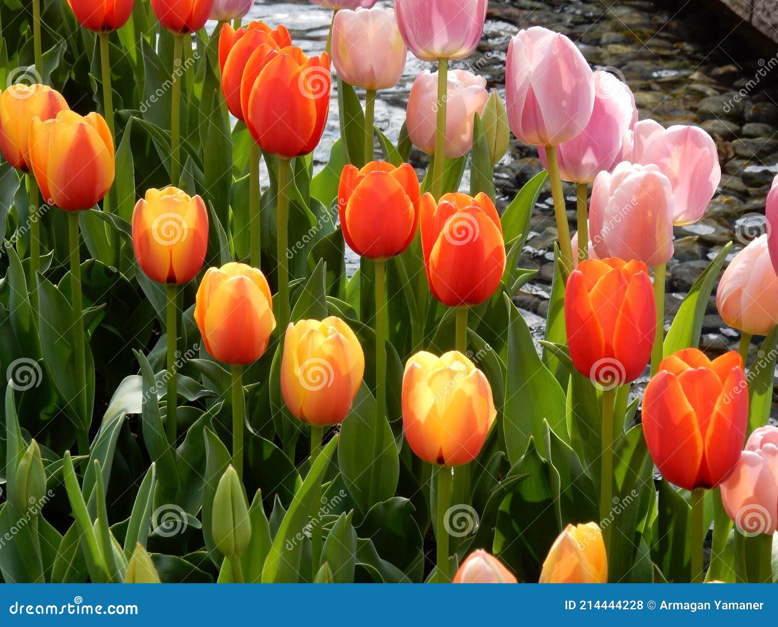 Tulips in a Row by the Stream Stock Photo - Image of tulip, orchid ...