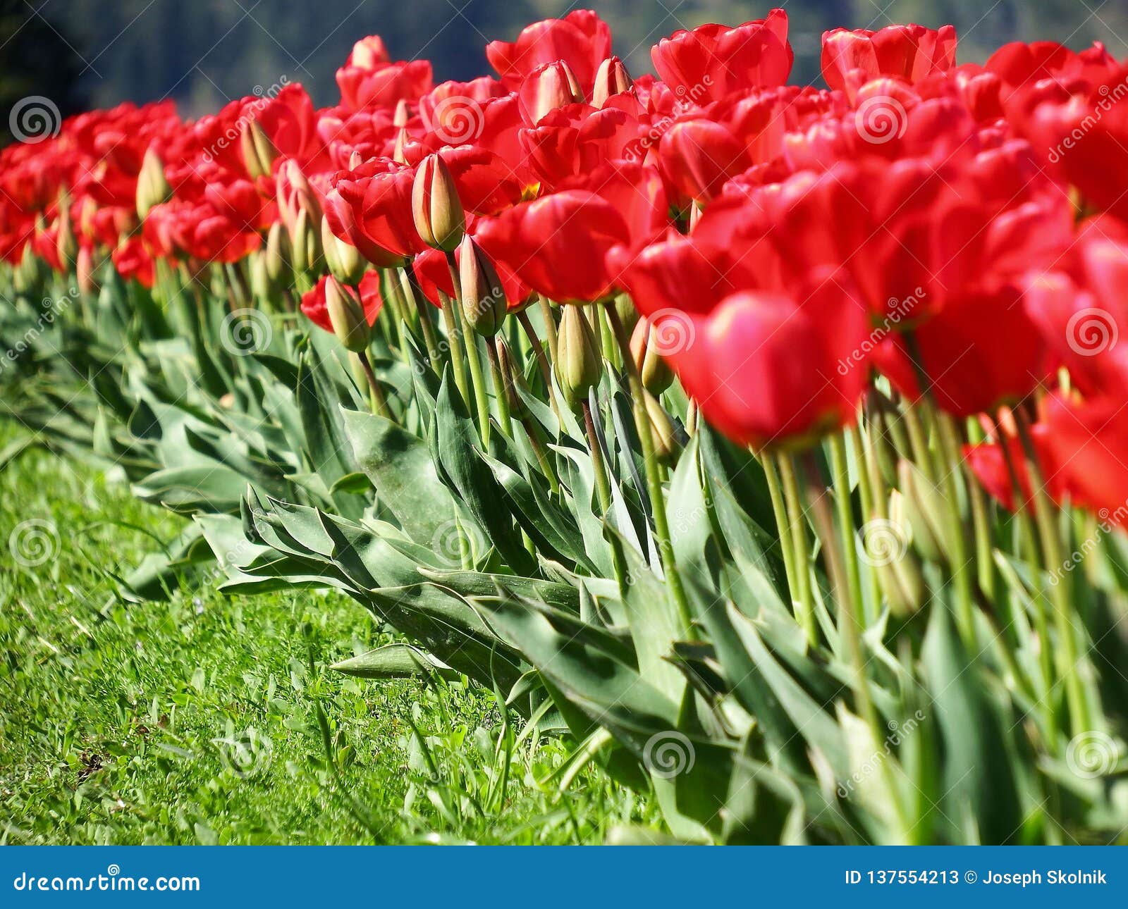Tulips in a row. stock image. Image of still, plants - 137554213