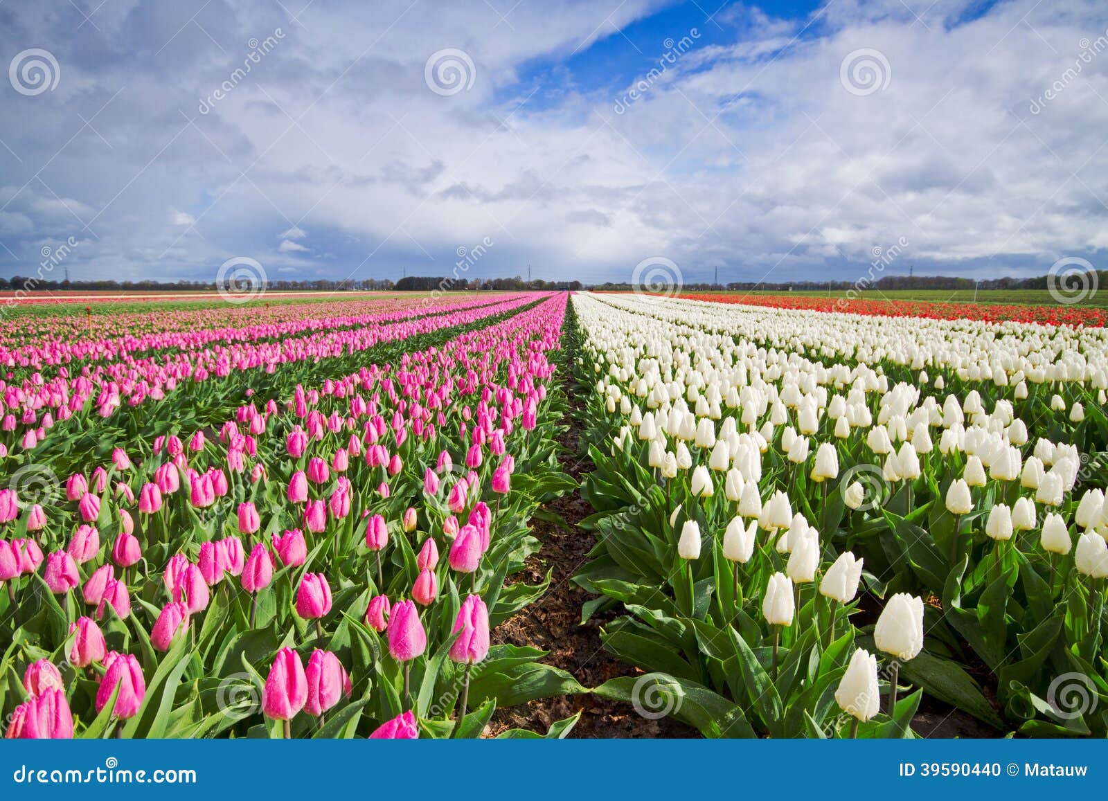 Tulips in rows on a field stock photo. Image of growth - 39590440