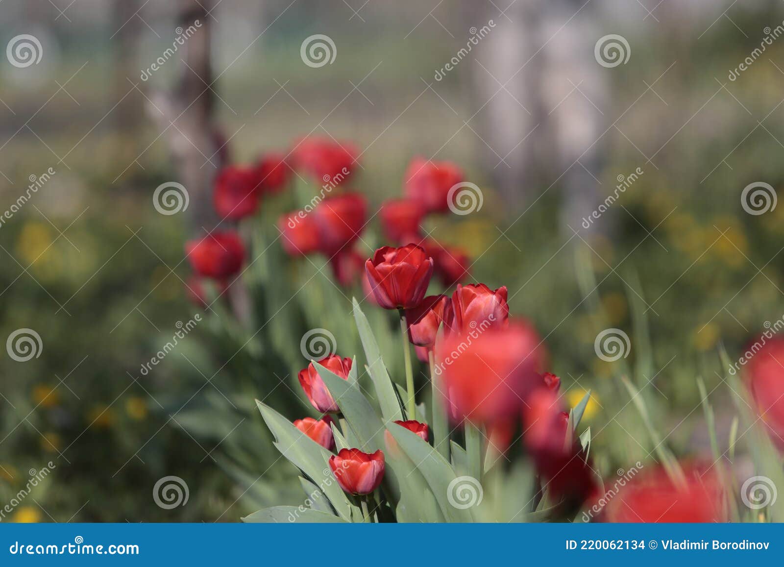 Tulips stock photo. Image of trees, nature, blossoms - 220062134
