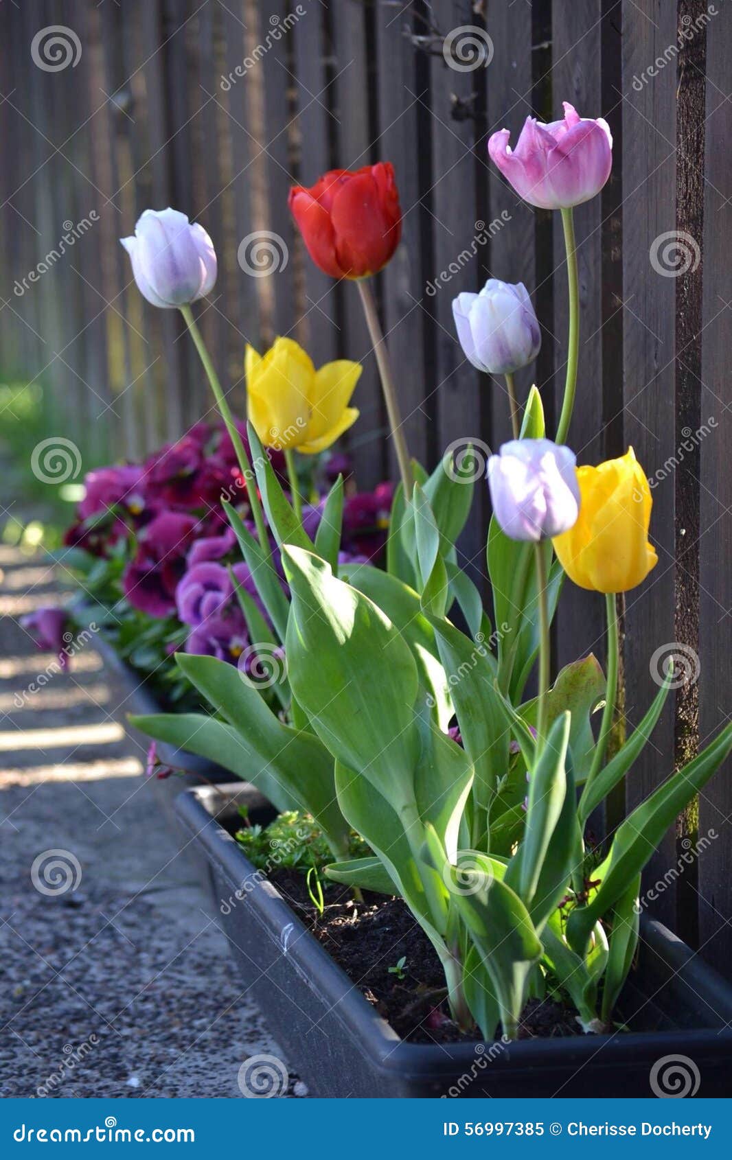 Tulips stock image. Image of scotland, tulips, outdoors - 56997385