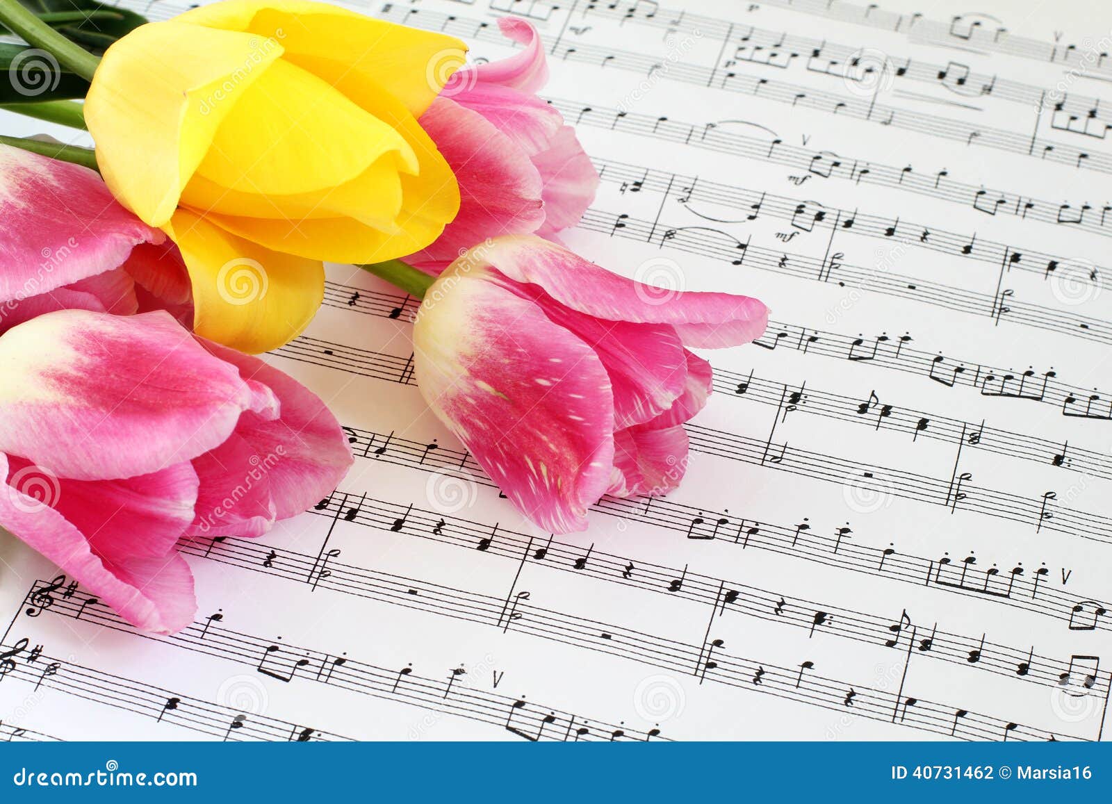 Tulips On A Music Notes Paper Stock Photography | CartoonDealer.com ...