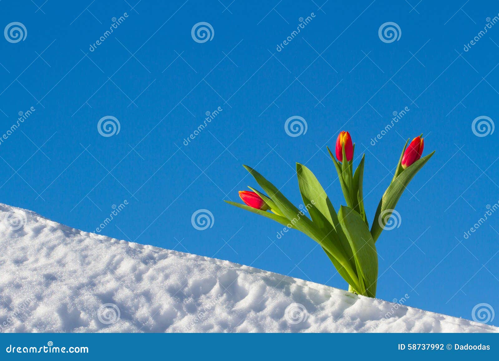 Tulips in the snow stock photo. Image of freeze, cold - 58737992