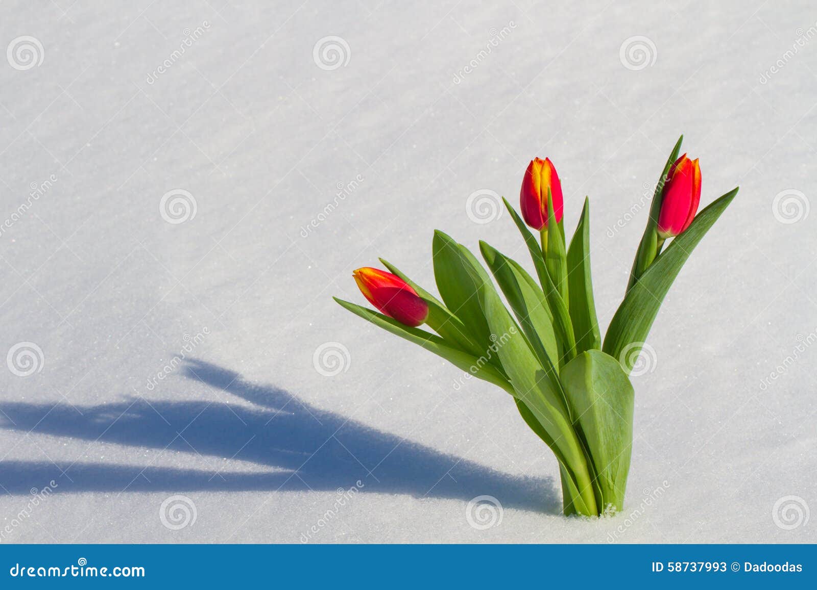 Tulips in the snow stock image. Image of heart, fresh - 58737993