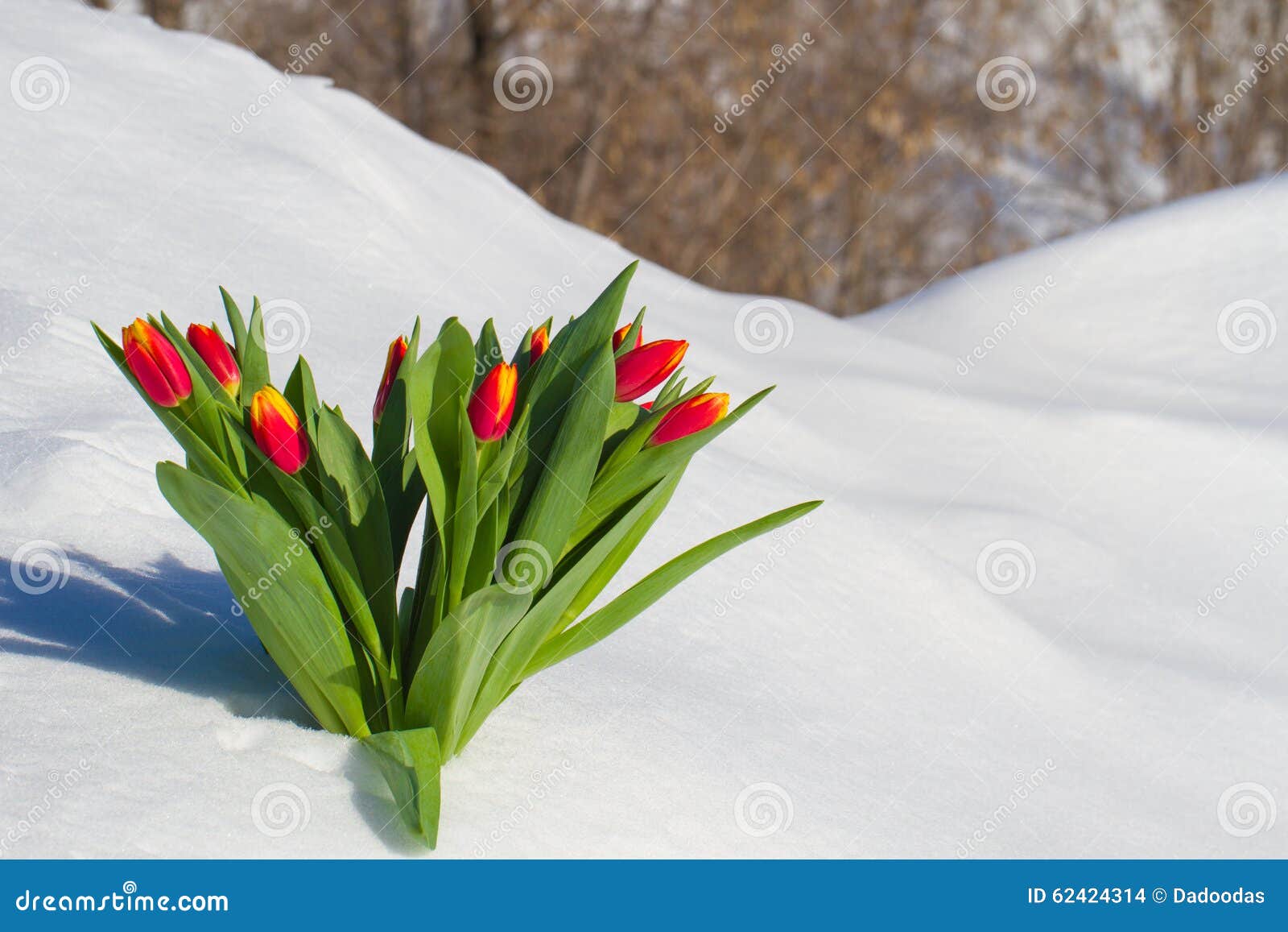 Tulips in the snow stock photo. Image of cloud, easter - 62424314