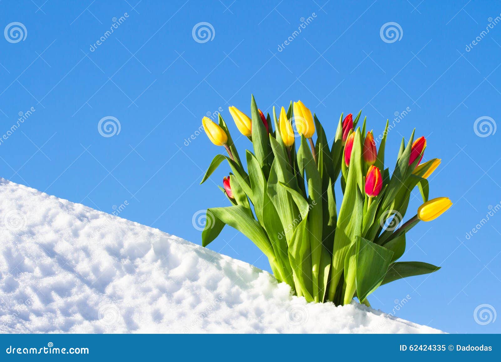 Tulips in the snow stock image. Image of petal, cold - 62424335