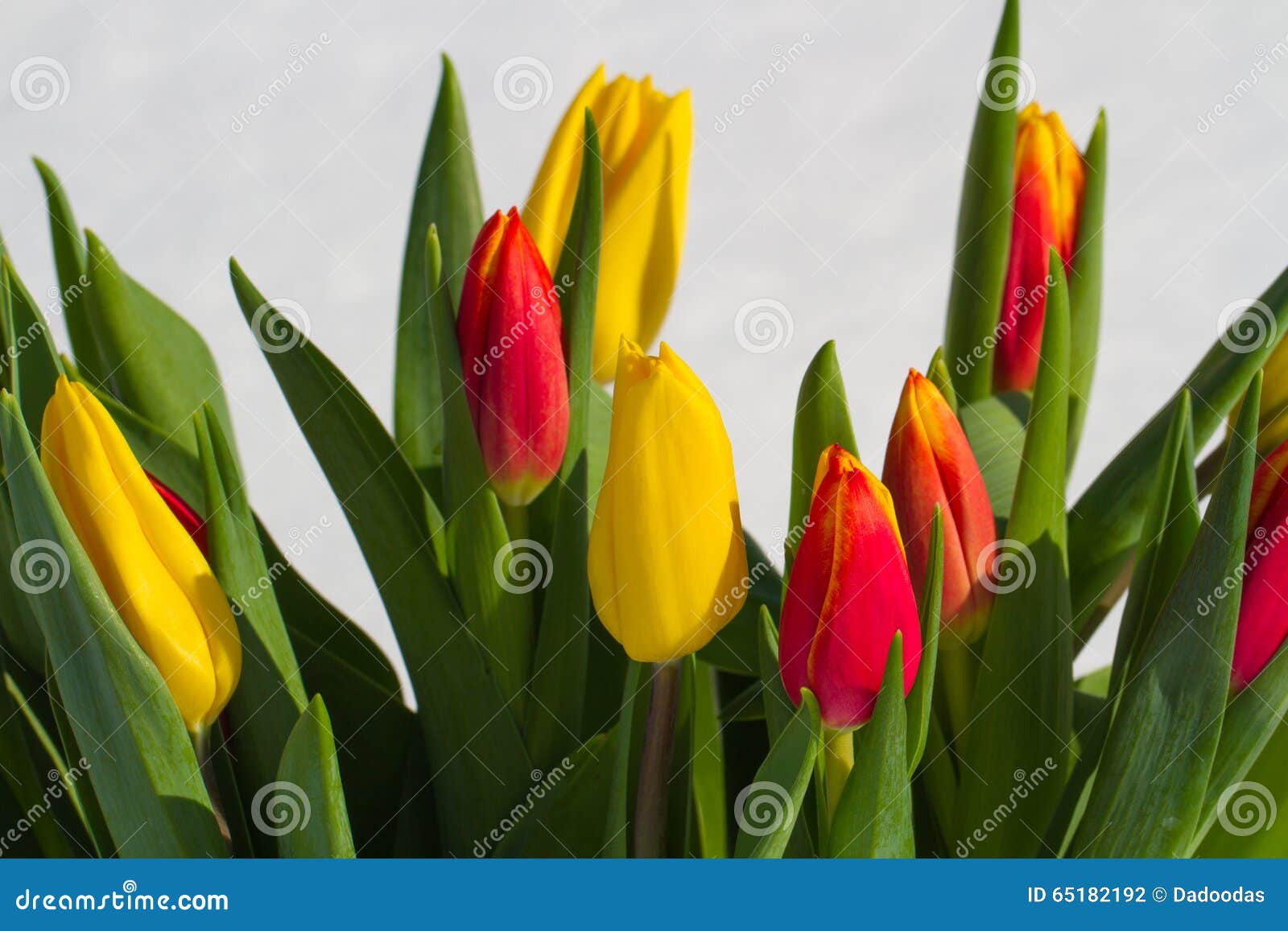 Tulips in the snow stock photo. Image of freeze, fluffy - 65182192