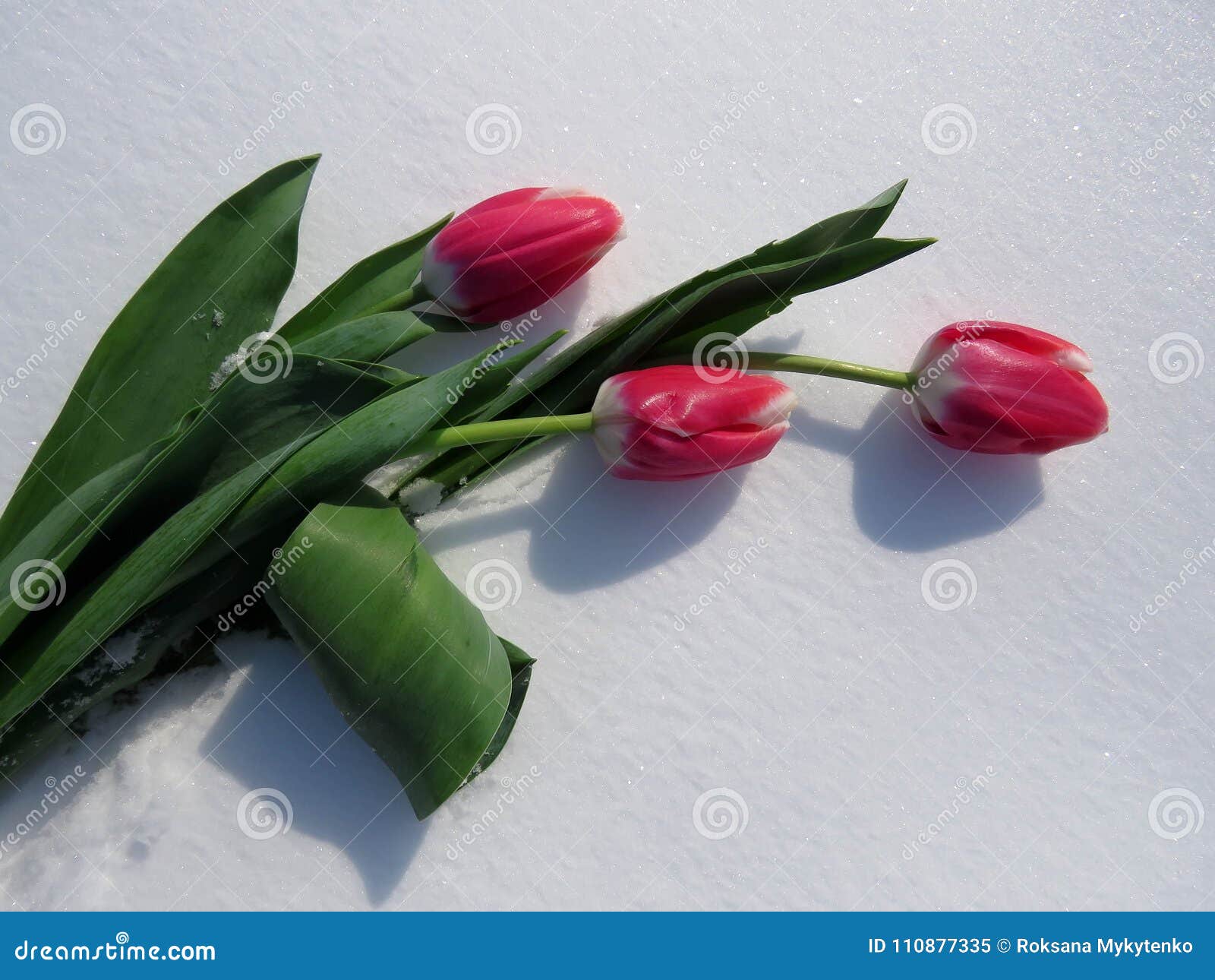 Tulips in the snow stock image. Image of floral, panoramic - 110877335